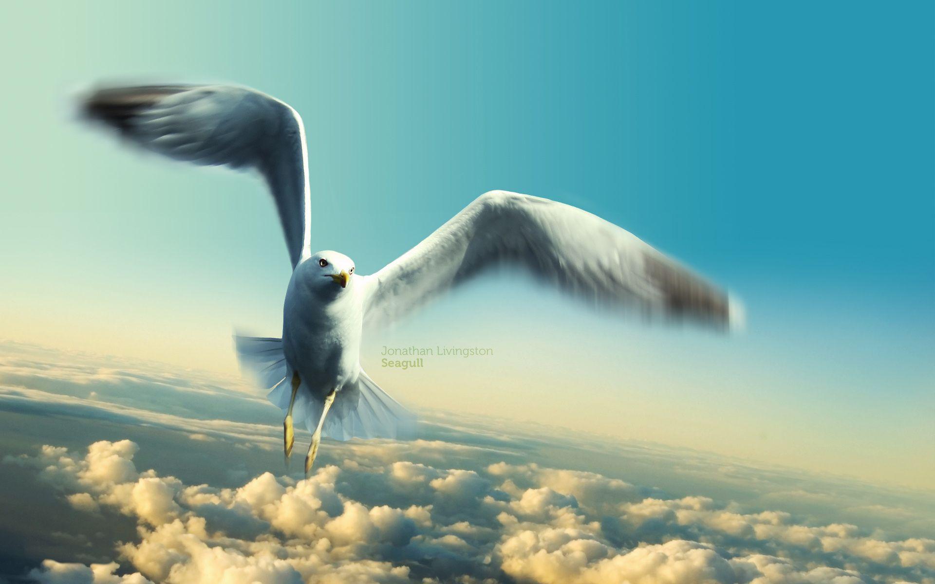 Seagull Wallpapers - Top Free Seagull Backgrounds - WallpaperAccess