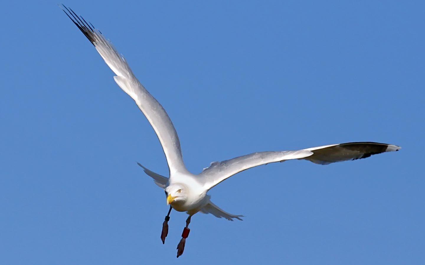Seagull Wallpapers - Top Free Seagull Backgrounds - WallpaperAccess