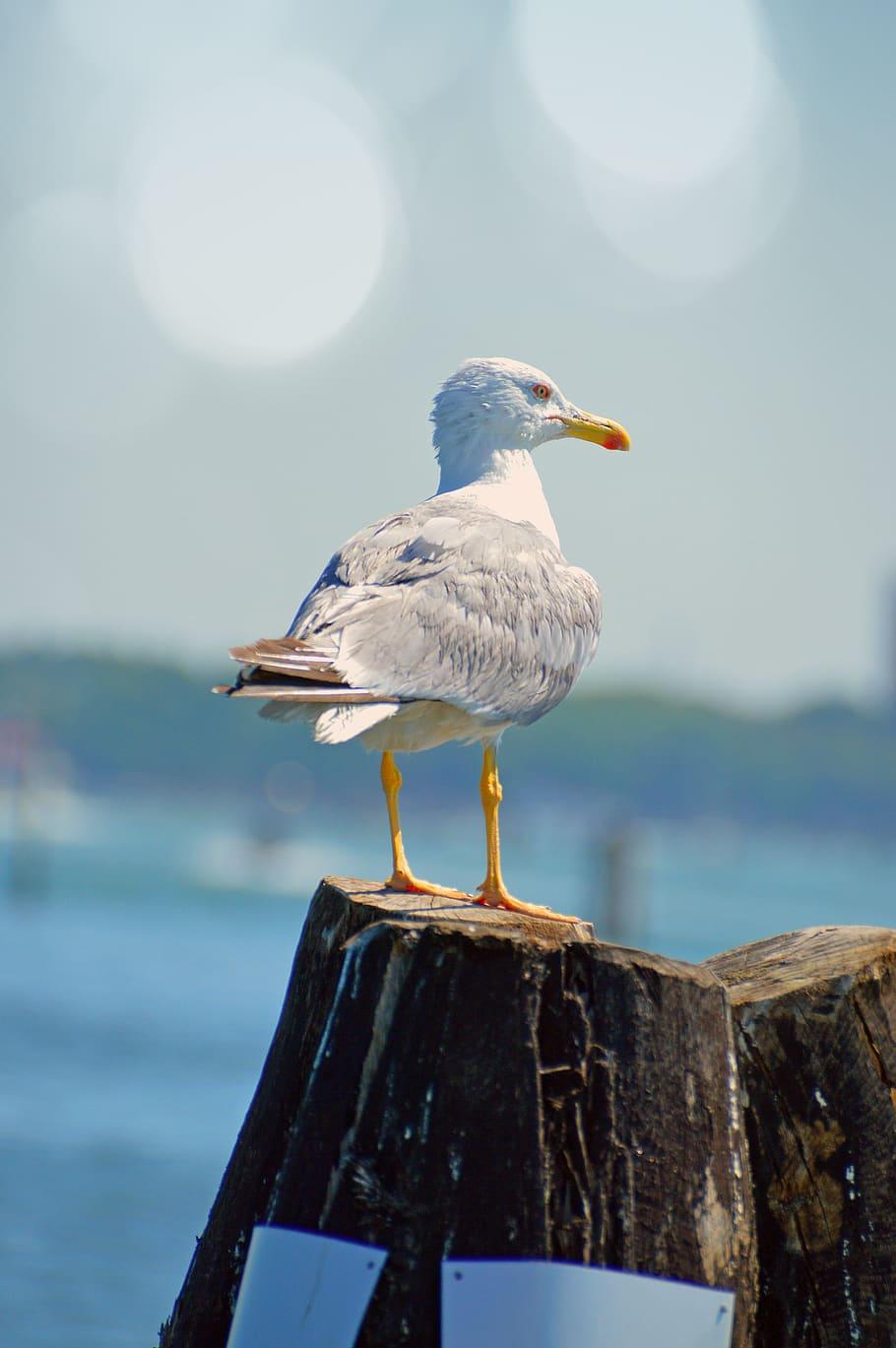 Seagull Wallpapers - Top Free Seagull Backgrounds - WallpaperAccess