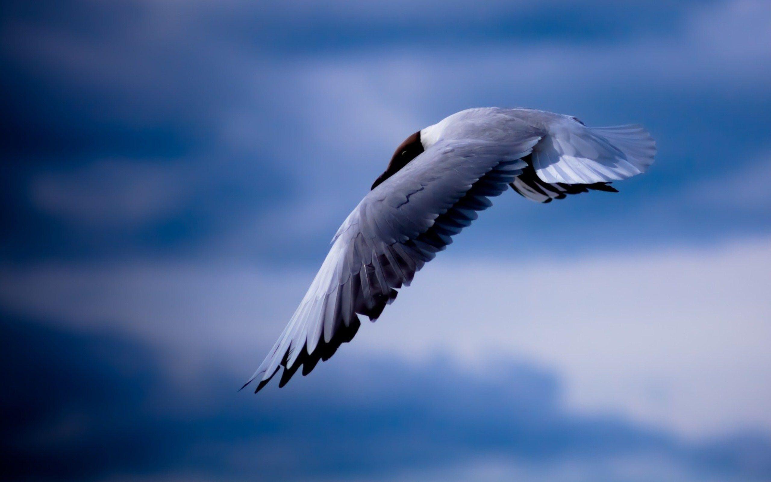 Seagull Wallpapers - Top Free Seagull Backgrounds - WallpaperAccess