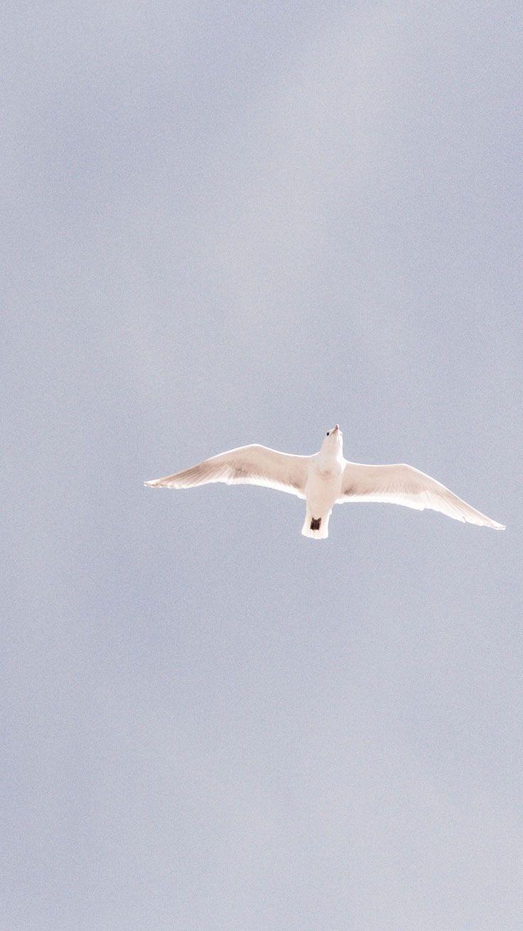 Seagull Wallpapers - Top Free Seagull Backgrounds - WallpaperAccess