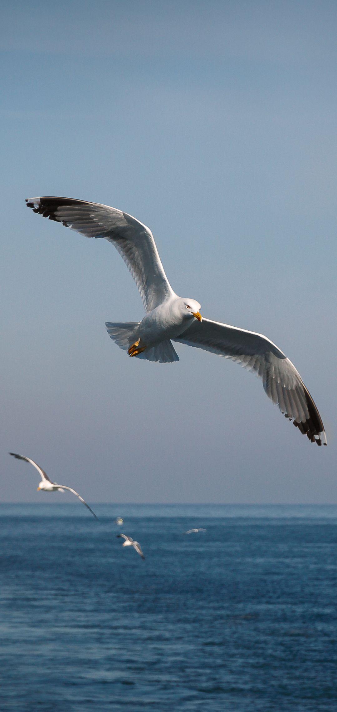 Seagull Wallpapers - Top Free Seagull Backgrounds - WallpaperAccess