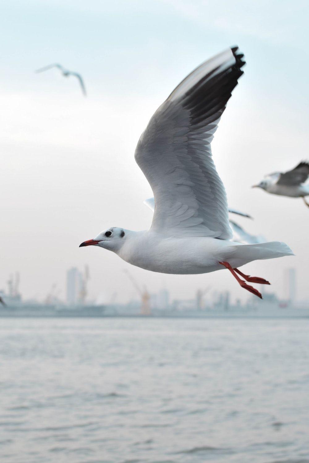 Seagull Wallpapers - Top Free Seagull Backgrounds - WallpaperAccess