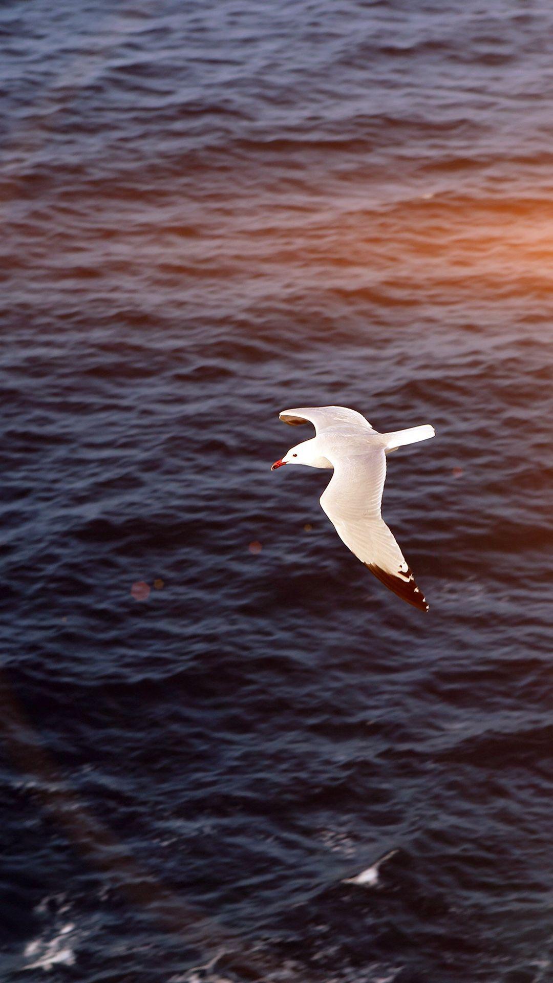 Seagull Wallpapers - Top Free Seagull Backgrounds - WallpaperAccess