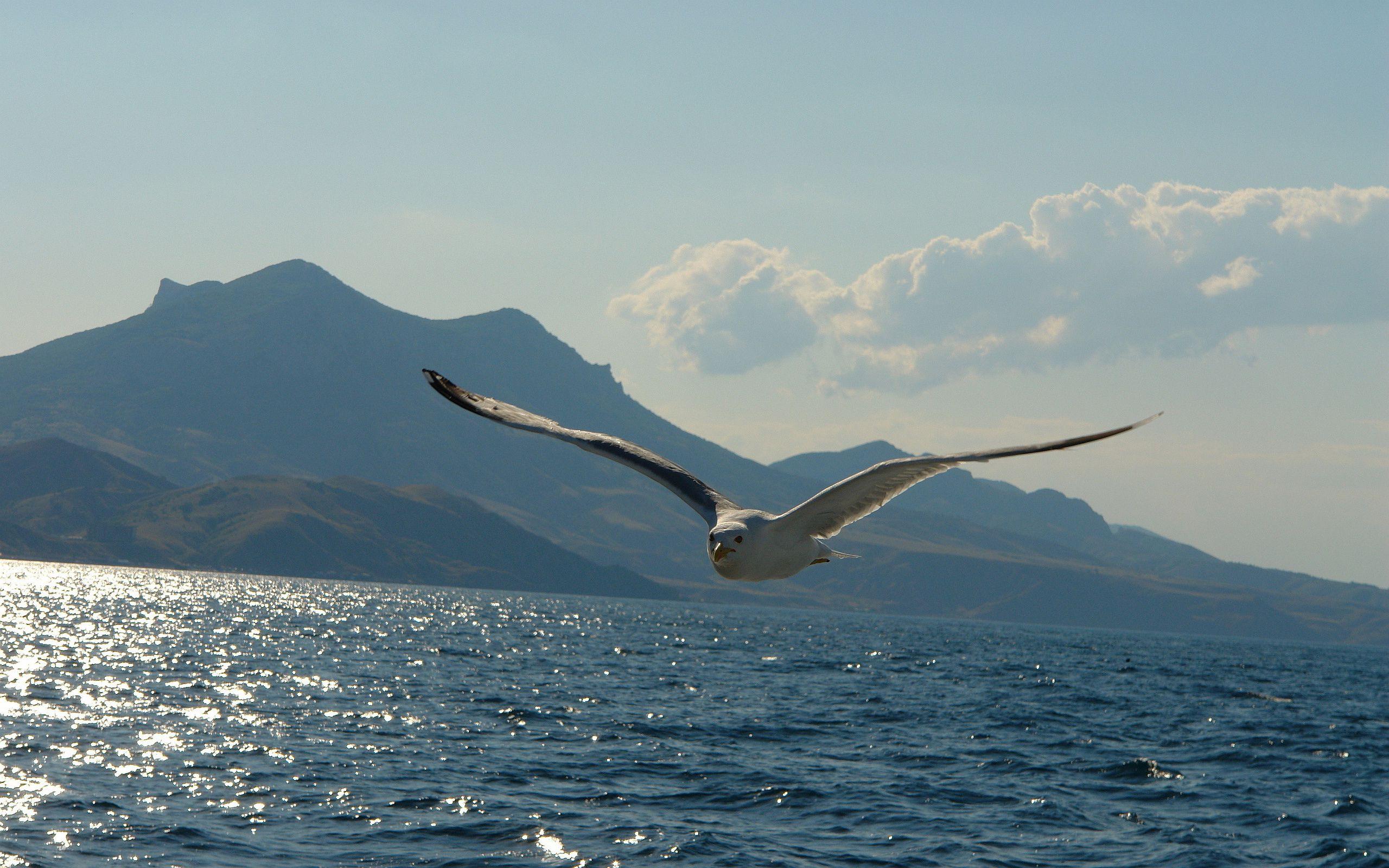 Seagull Wallpapers - Top Free Seagull Backgrounds - WallpaperAccess