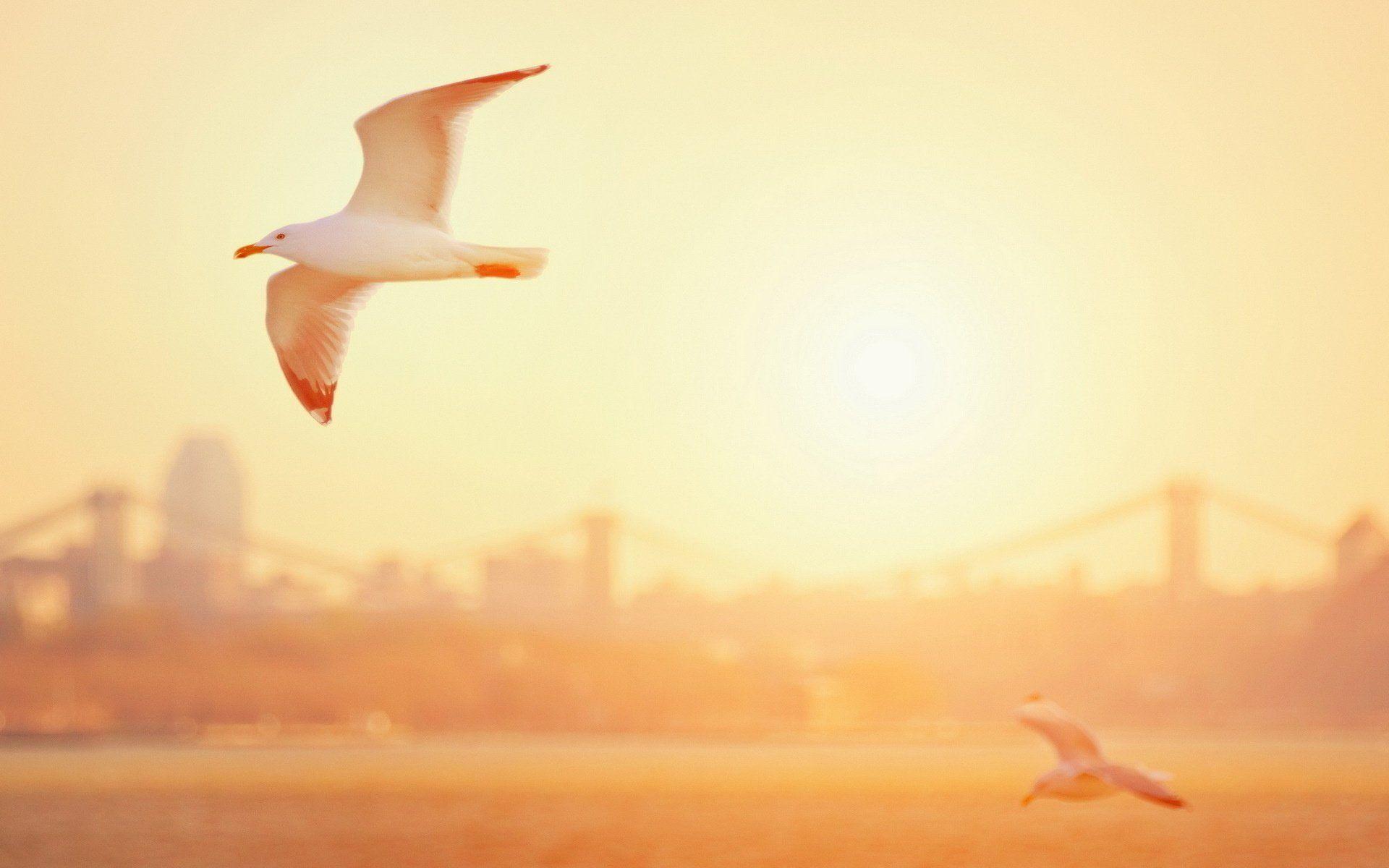 Seagull Wallpapers - Top Free Seagull Backgrounds - WallpaperAccess