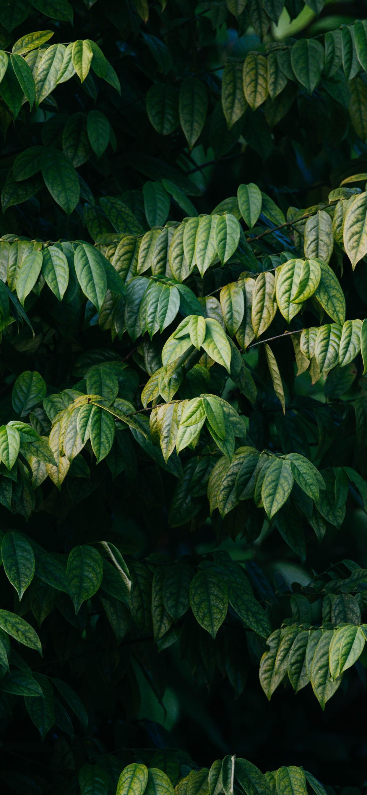 Plants iPhone Wallpapers - Top Free Plants iPhone Backgrounds ...