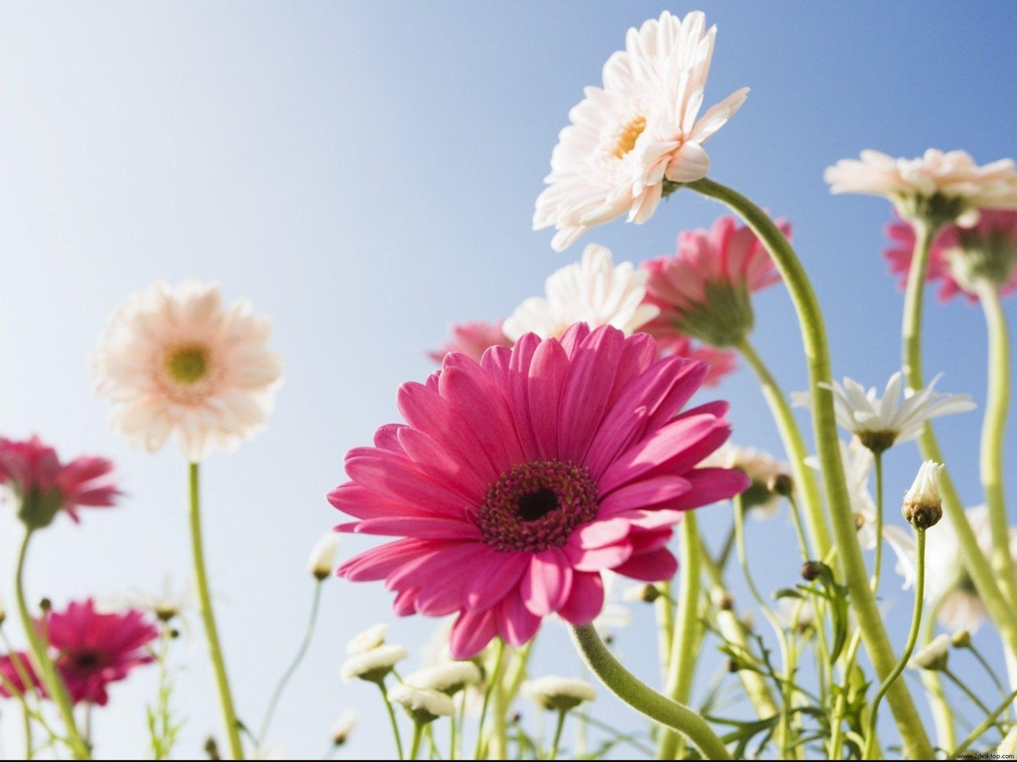 Cute Floral Wallpapers - Top Free Cute Floral Backgrounds - WallpaperAccess