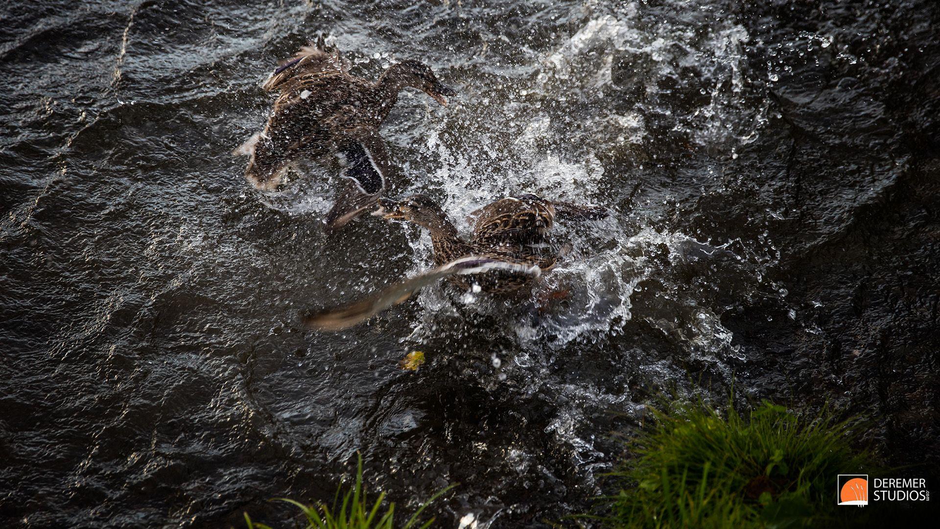 Fine Art Desktop Wallpapers - Top Free Fine Art Desktop Backgrounds ...