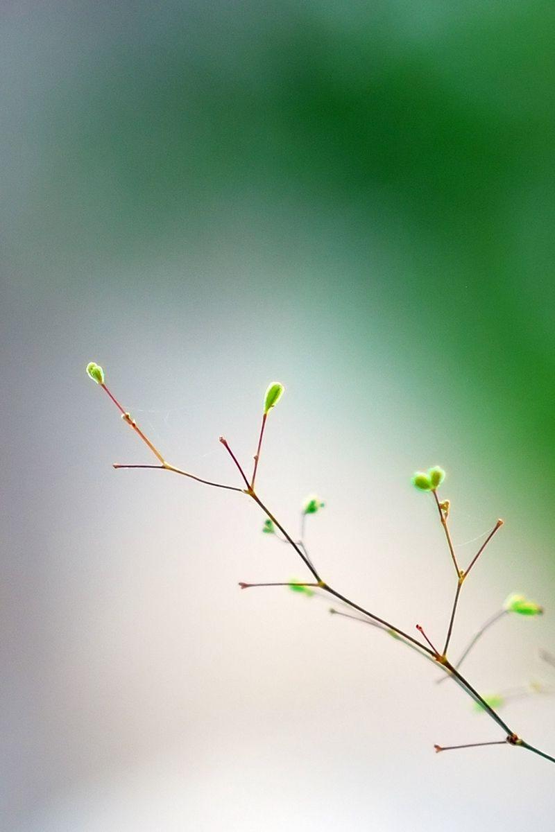 Spring Minimalist Wallpapers - Top Free Spring Minimalist Backgrounds ...