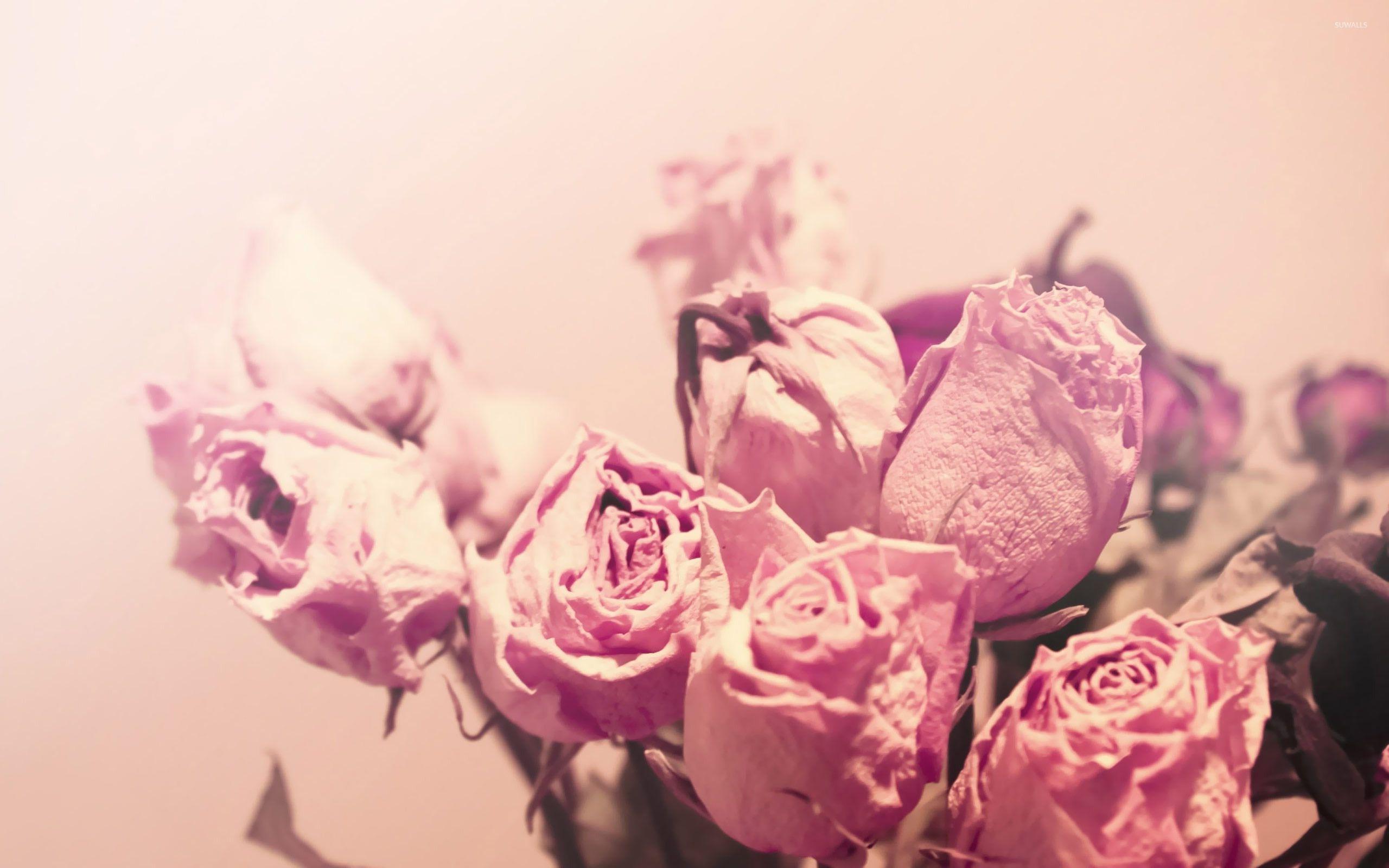 Dried Flowers Wallpapers - Top Free Dried Flowers Backgrounds ...