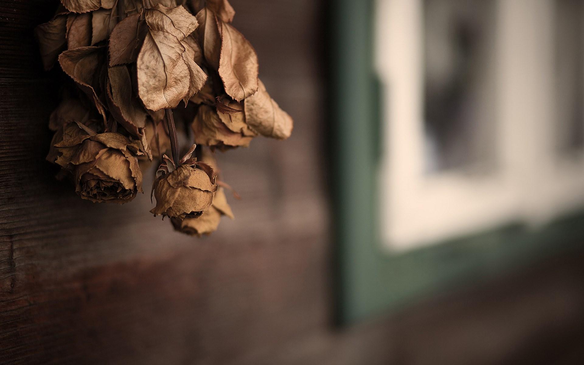 Dried Flowers Wallpapers - Top Free Dried Flowers Backgrounds ...