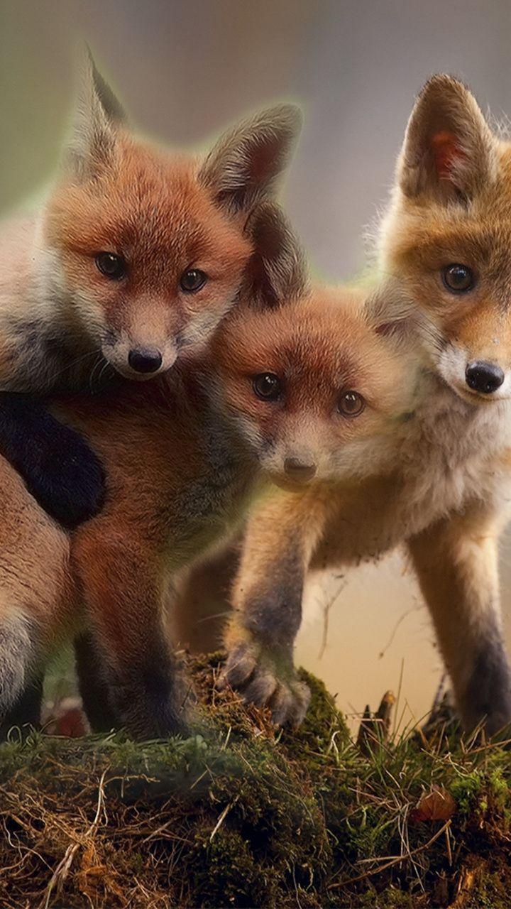 Cute Foxes Wallpapers - Top Free Cute Foxes Backgrounds - WallpaperAccess