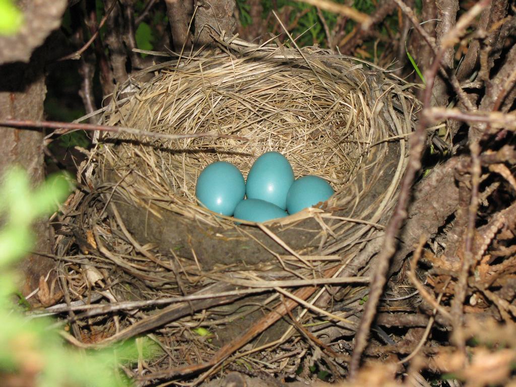 Bird Nest Wallpapers - Top Free Bird Nest Backgrounds - WallpaperAccess