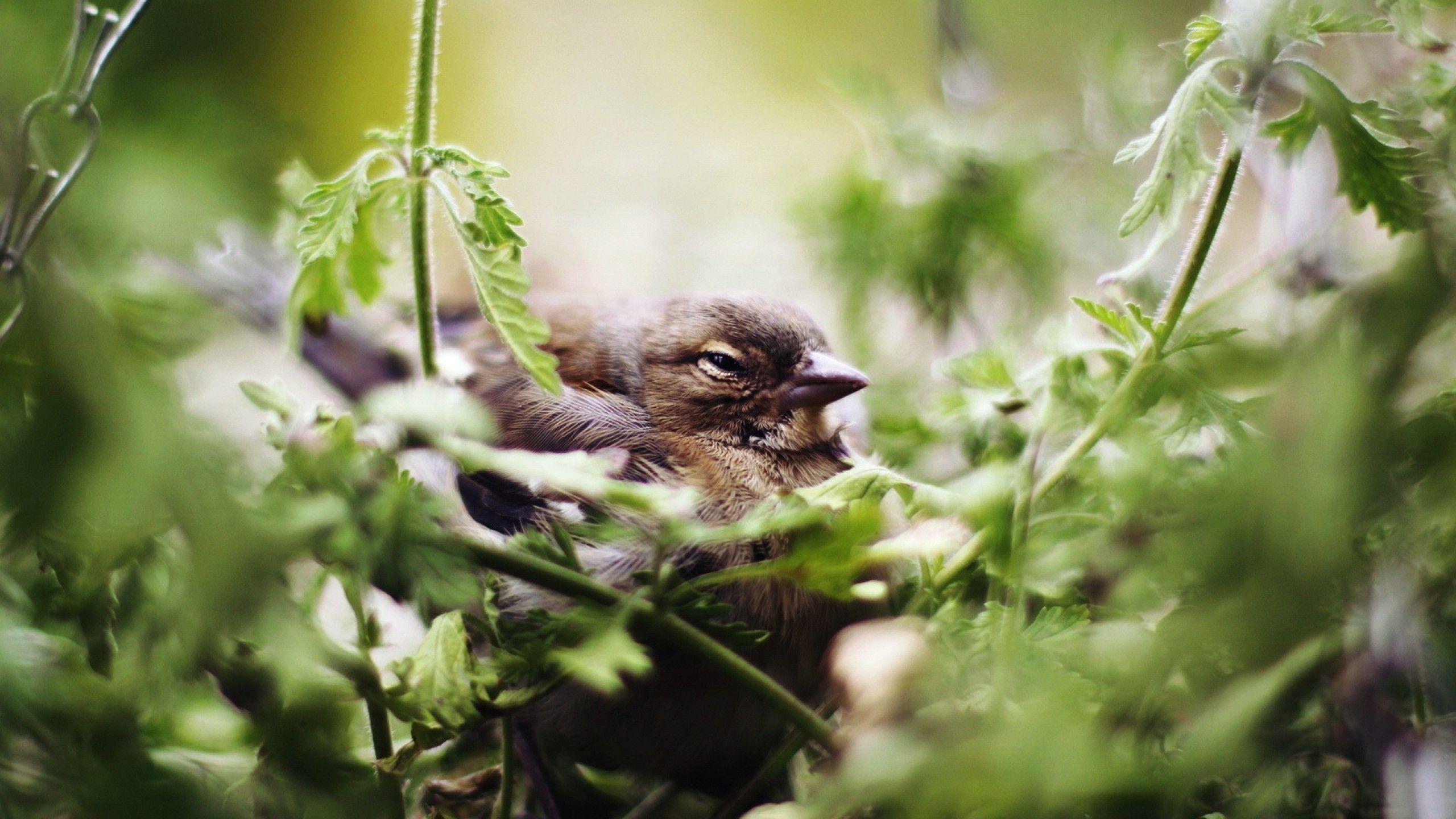 Bird Nest Wallpapers - Top Free Bird Nest Backgrounds - WallpaperAccess