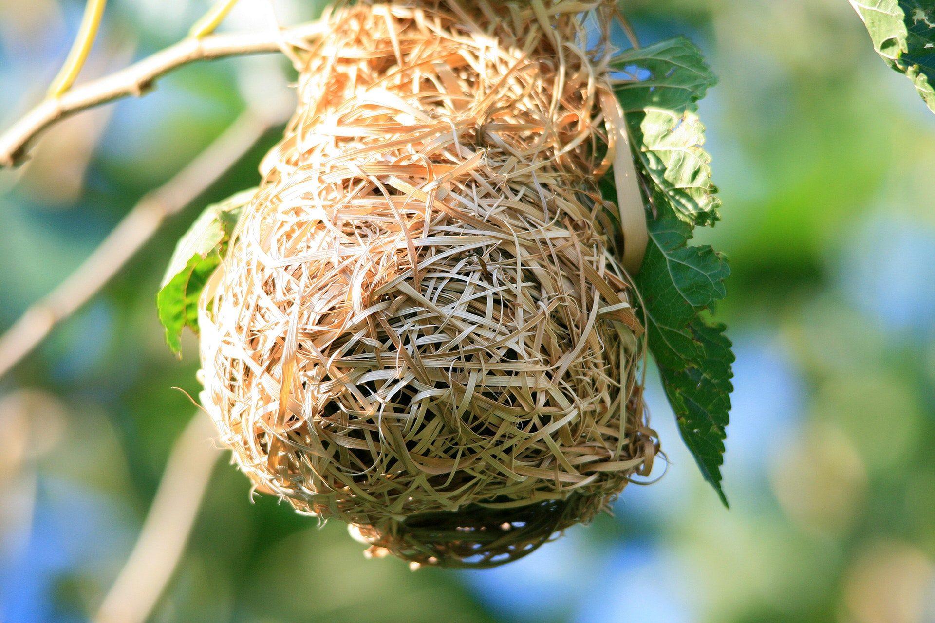 Tree With Bird s Nest Wallpapers Arthatravel