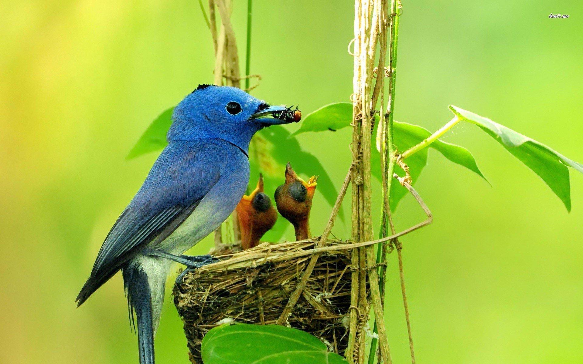 Bird Nest Wallpapers - Top Free Bird Nest Backgrounds - WallpaperAccess