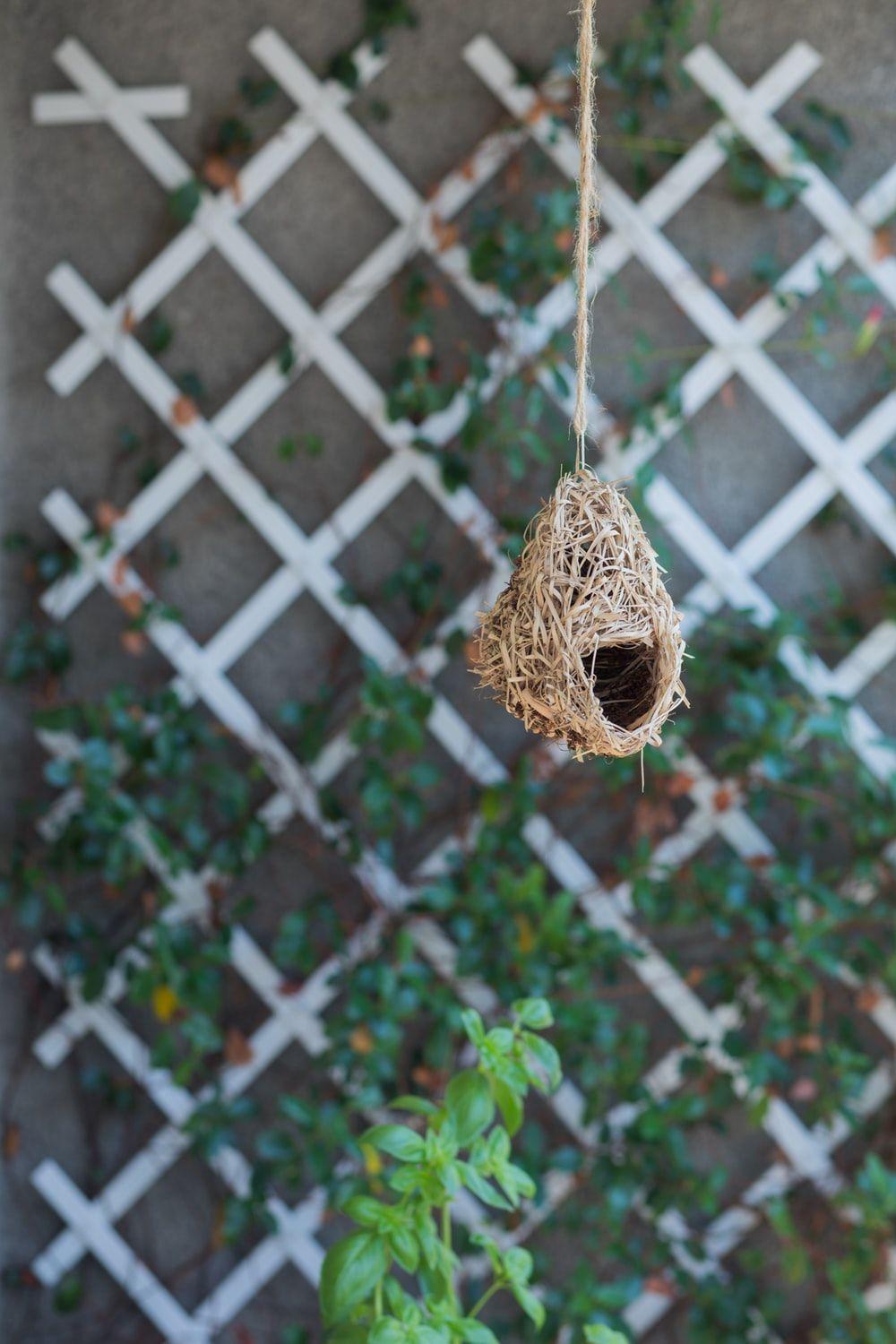Bird Nest Wallpapers - Top Free Bird Nest Backgrounds - WallpaperAccess