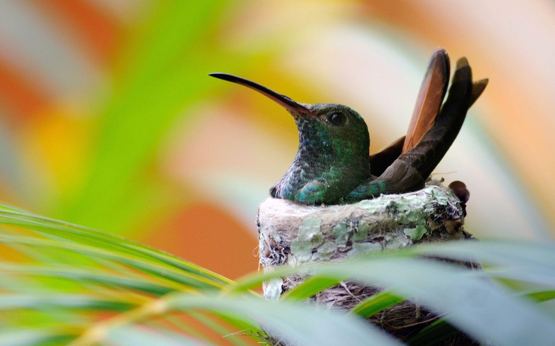 Bird Nest Wallpapers - Top Free Bird Nest Backgrounds - WallpaperAccess