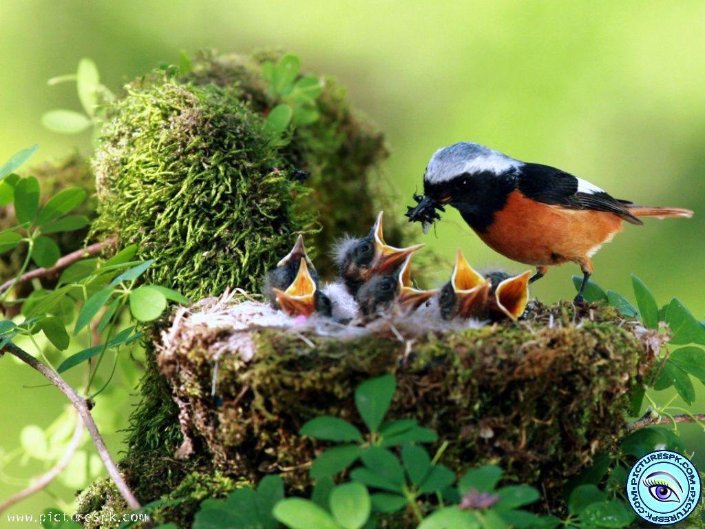 Baby Birds Wallpapers - Top Free Baby Birds Backgrounds - WallpaperAccess