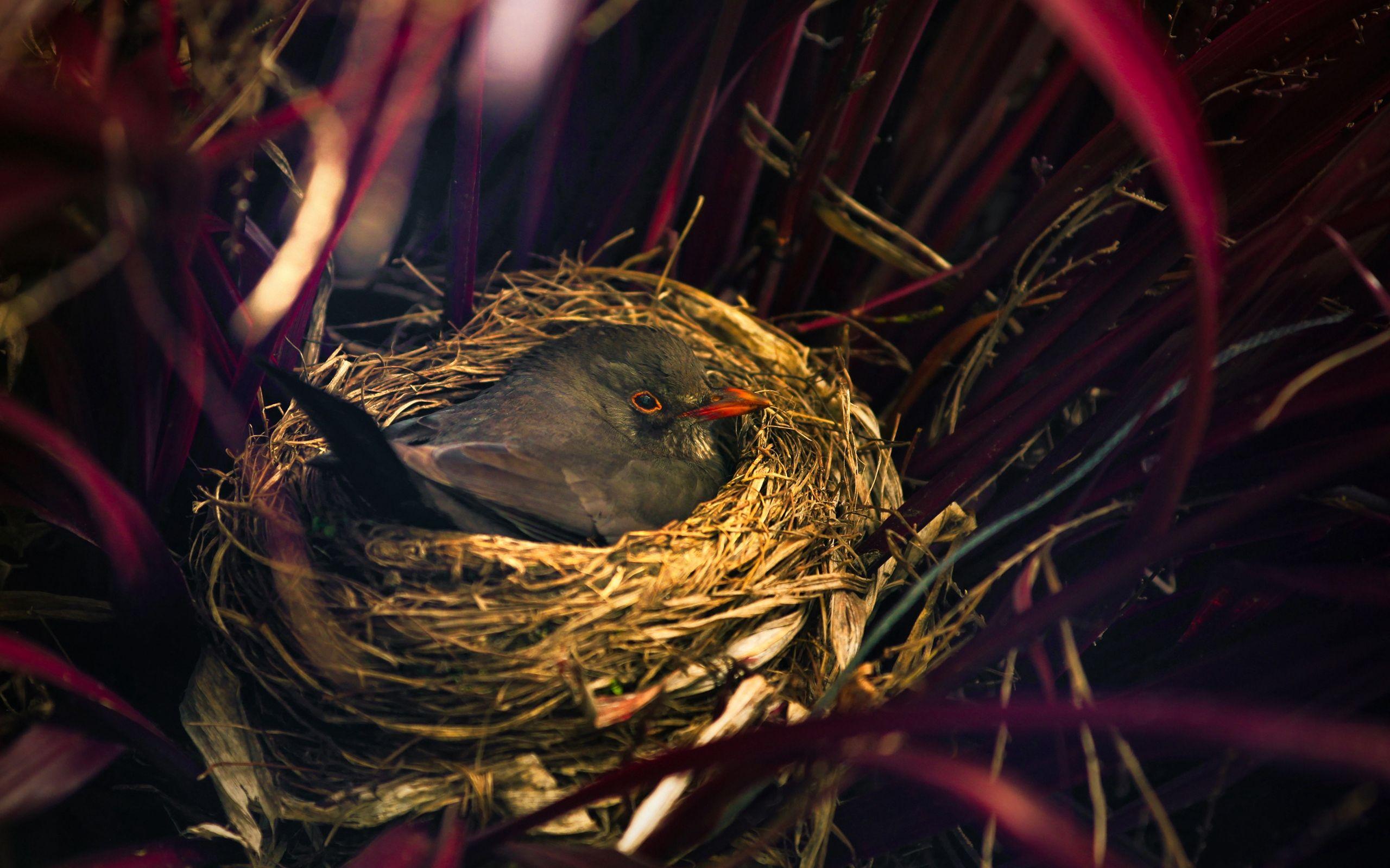 Bird Nest Wallpapers - Top Free Bird Nest Backgrounds - WallpaperAccess