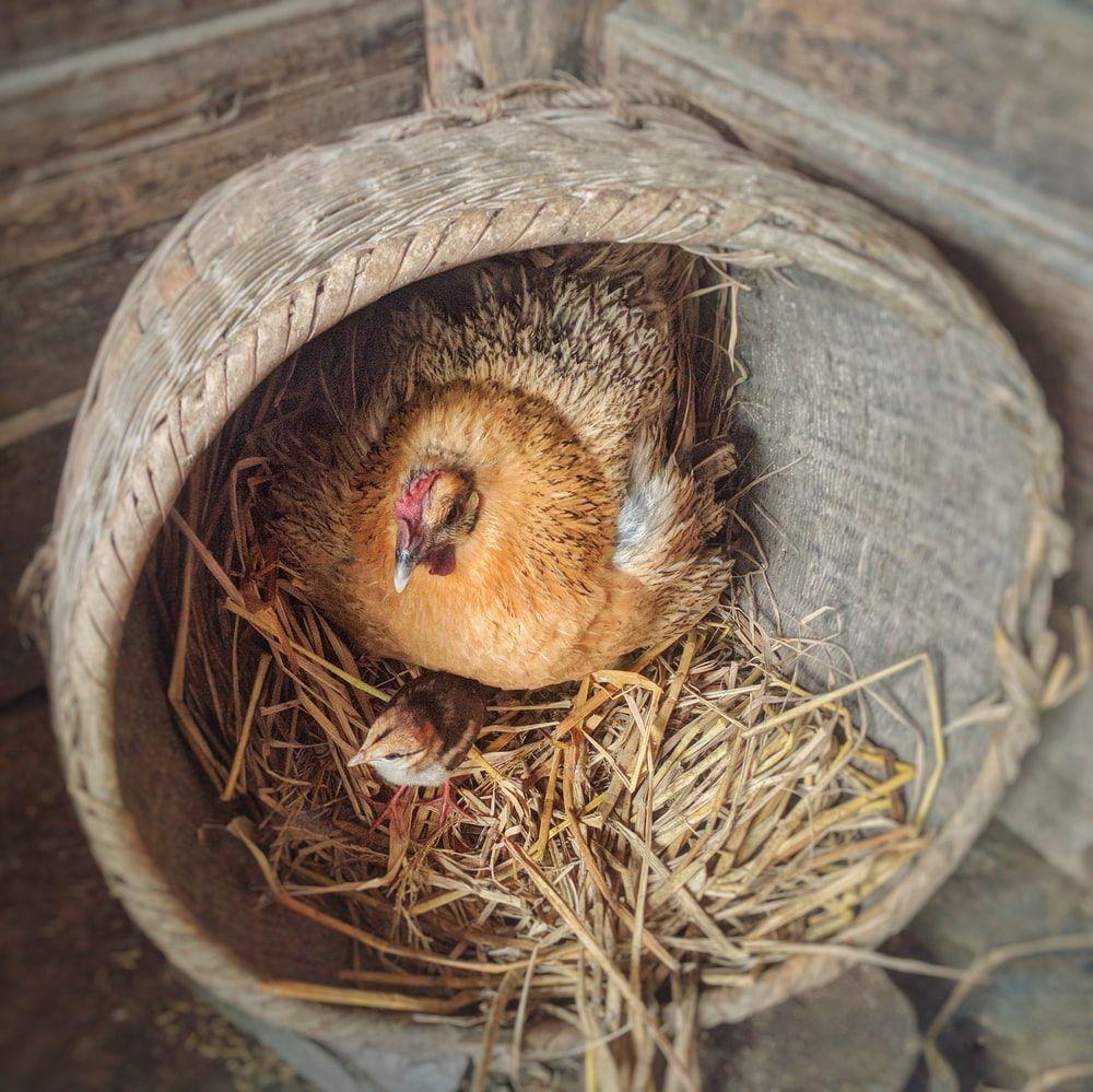 Bird Nest Wallpapers - Top Free Bird Nest Backgrounds - WallpaperAccess