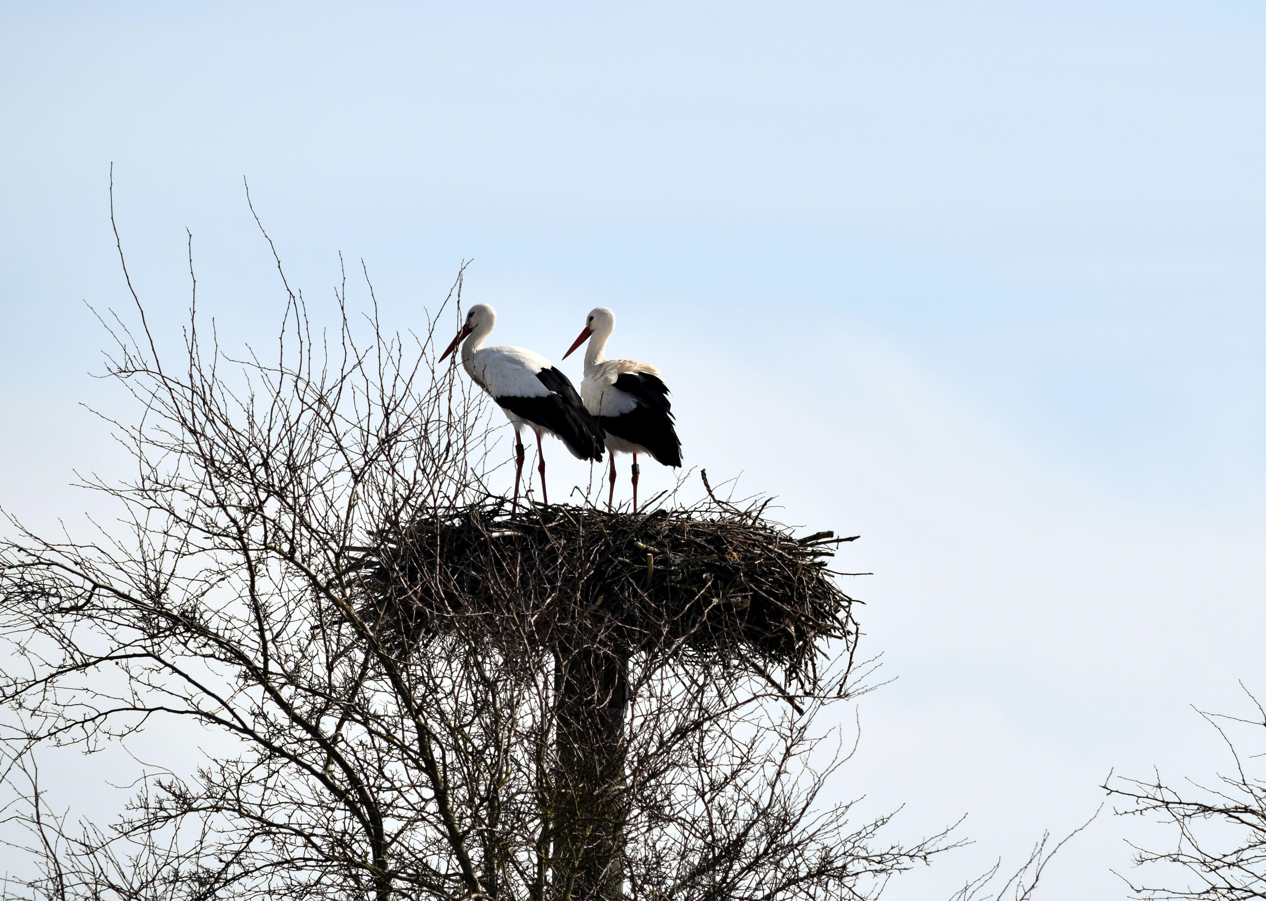 Bird Nest Wallpapers - Top Free Bird Nest Backgrounds - WallpaperAccess