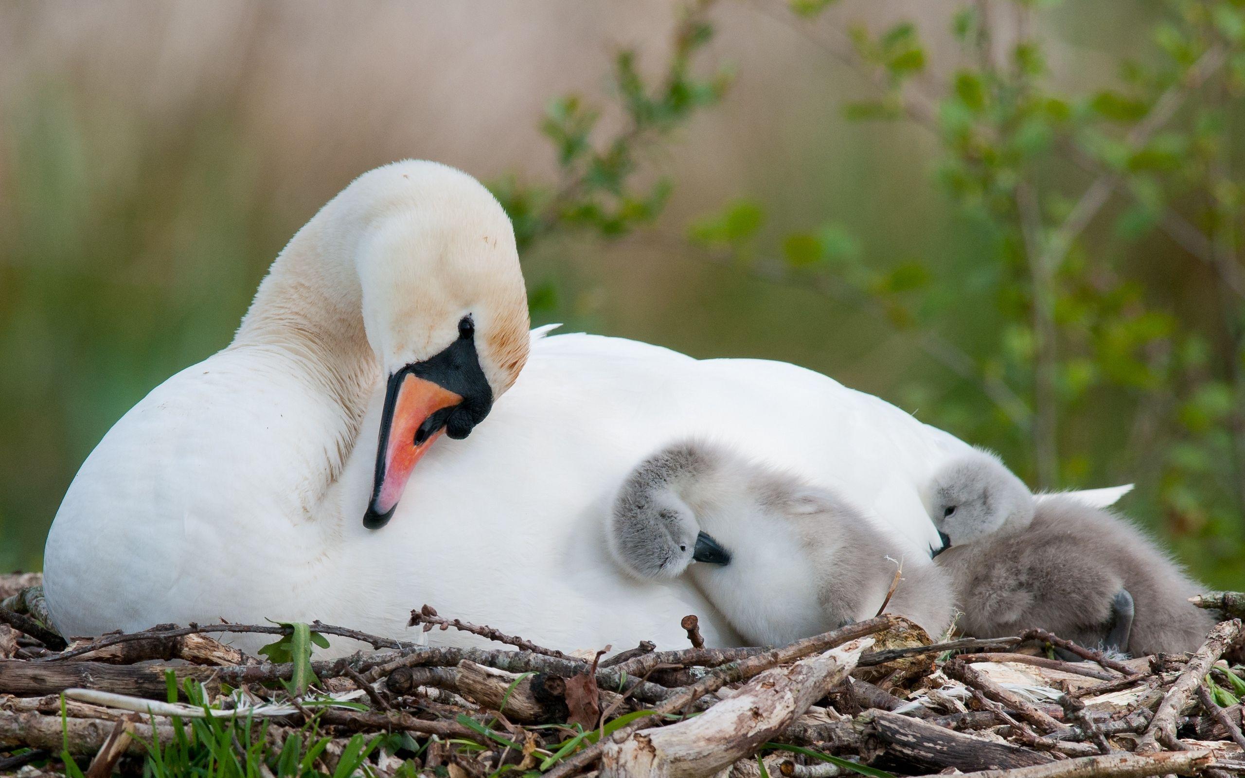Bird Nest Wallpapers - Top Free Bird Nest Backgrounds - WallpaperAccess