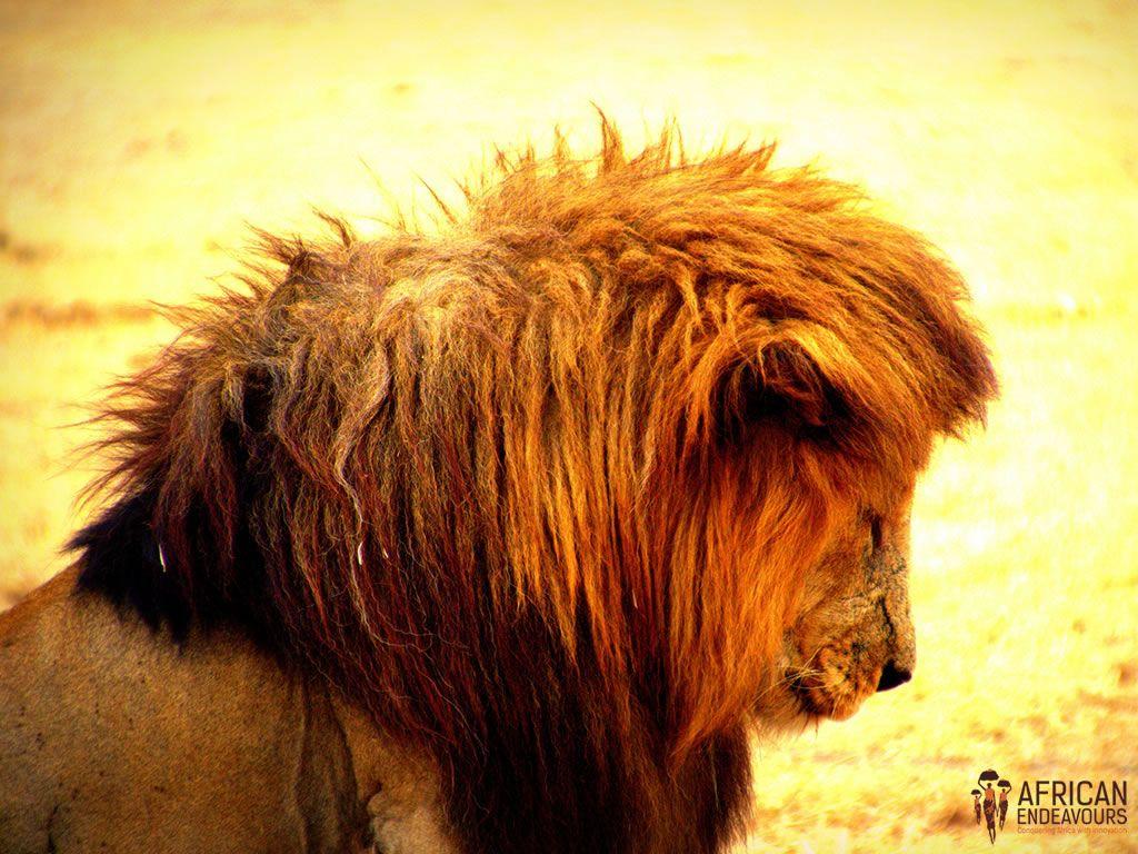 Fierce Lion Wallpapers - Top Free Fierce Lion Backgrounds - WallpaperAccess