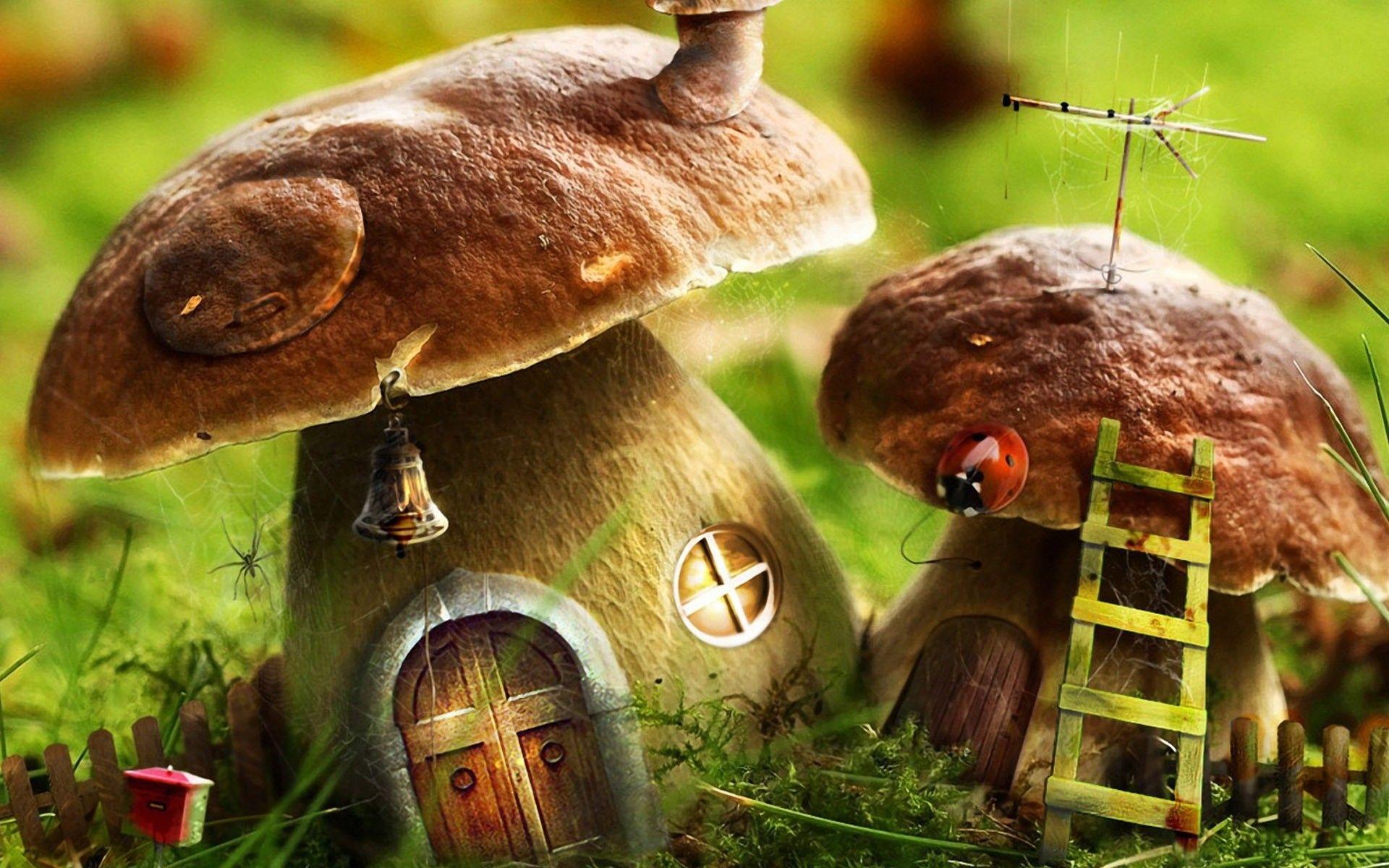 HD 1080P Mushroom Wallpapers - Top Free HD 1080P Mushroom Backgrounds ...