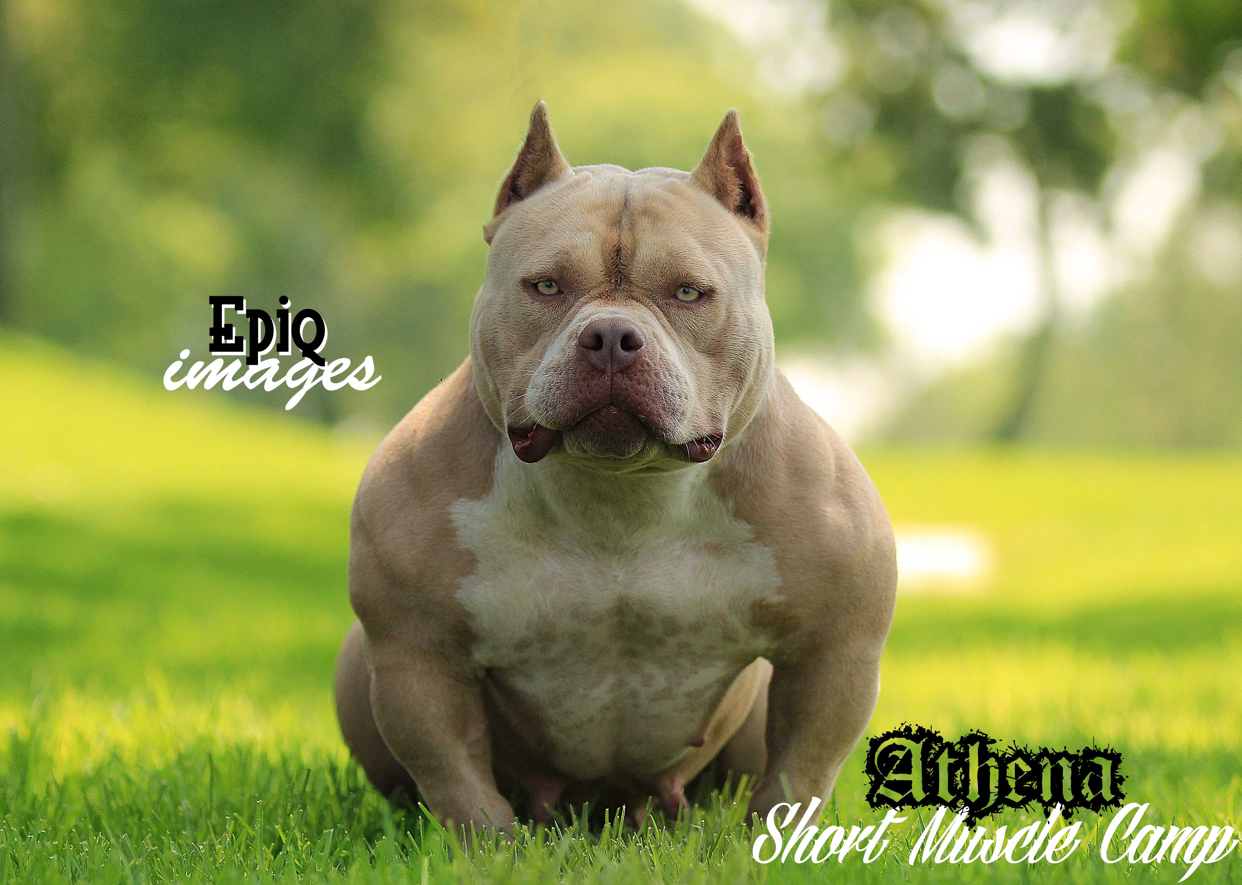 American Bully Wallpapers - Top Free American Bully Backgrounds ...