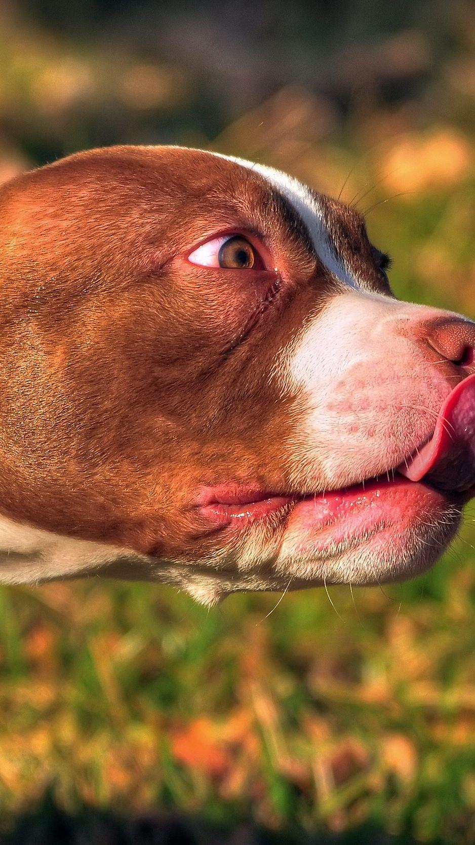 American Bully Wallpapers - Top Free American Bully Backgrounds ...