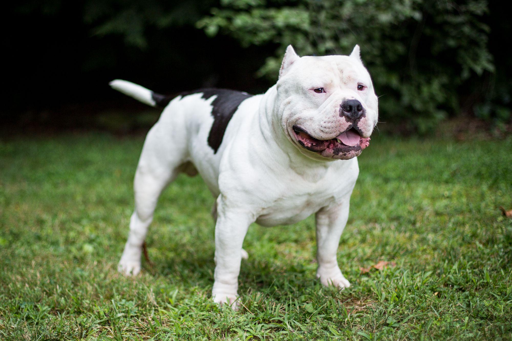 American Bully Wallpapers - Top Free American Bully Backgrounds ...