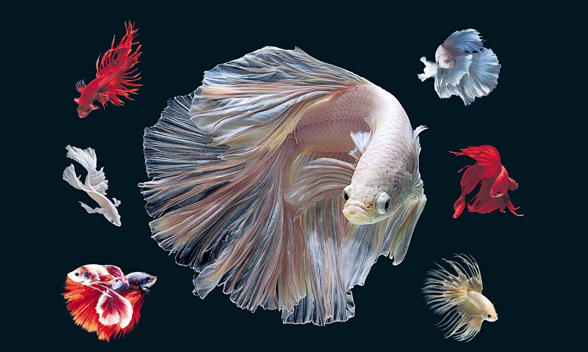 White Betta Fish Wallpapers - Top Free White Betta Fish Backgrounds ...