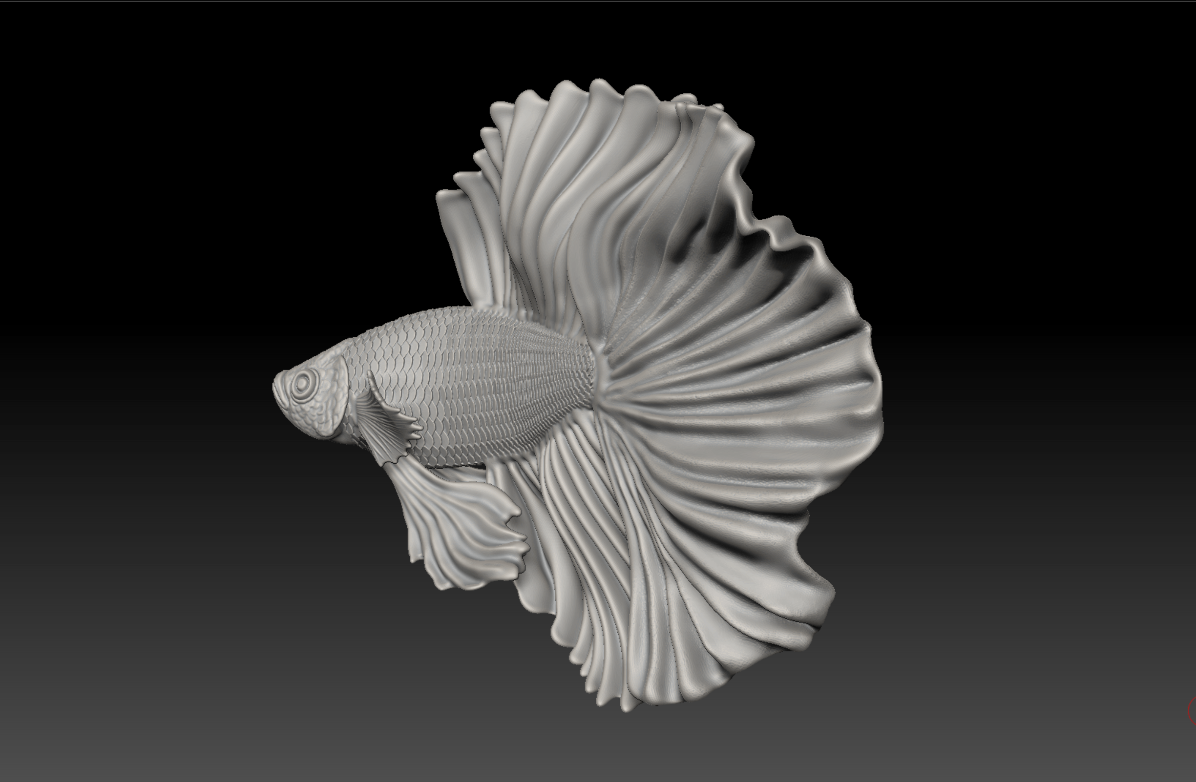 White Betta Fish Wallpapers - Top Free White Betta Fish Backgrounds ...