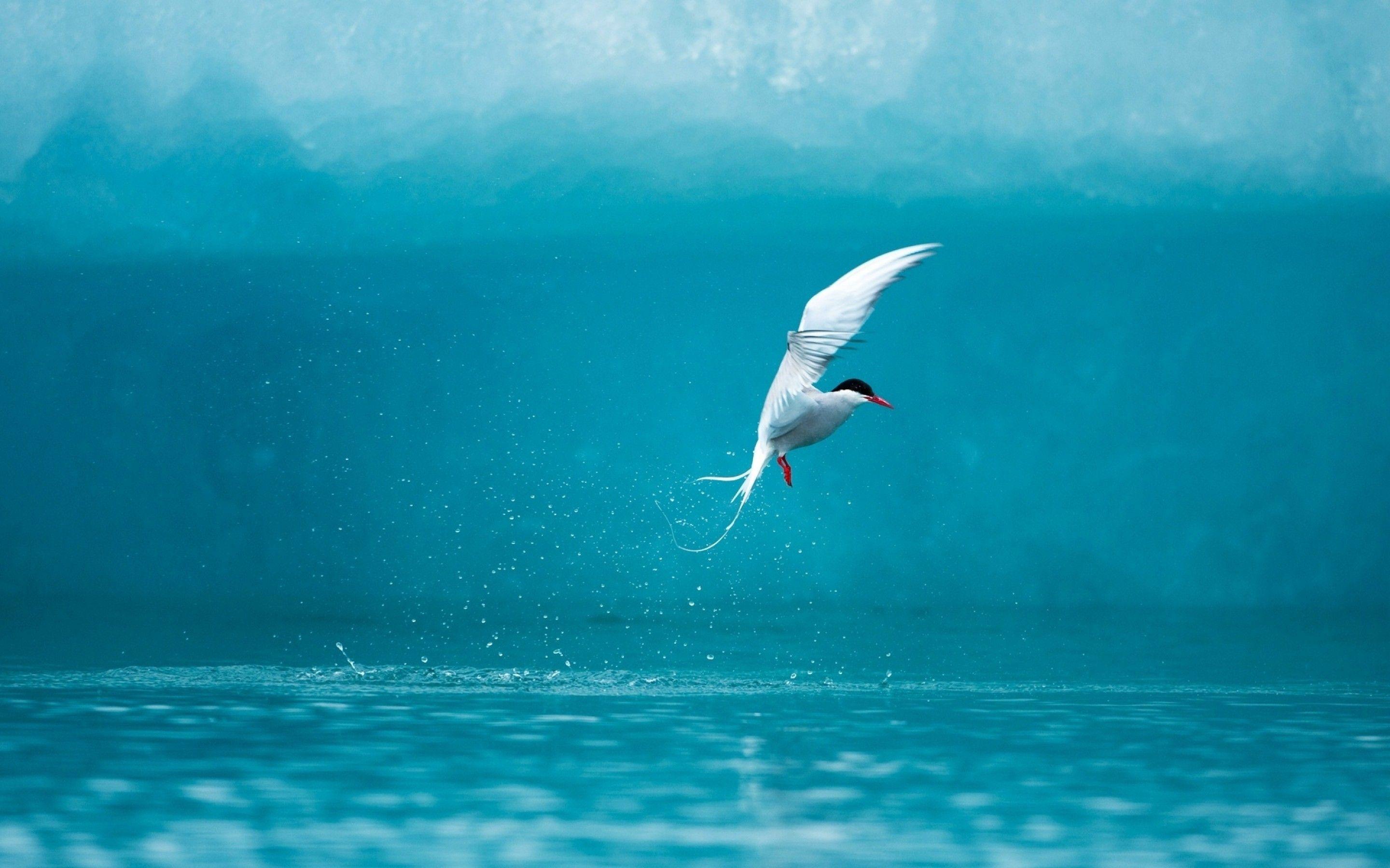 Arctic Blue Wallpapers - Top Free Arctic Blue Backgrounds - WallpaperAccess
