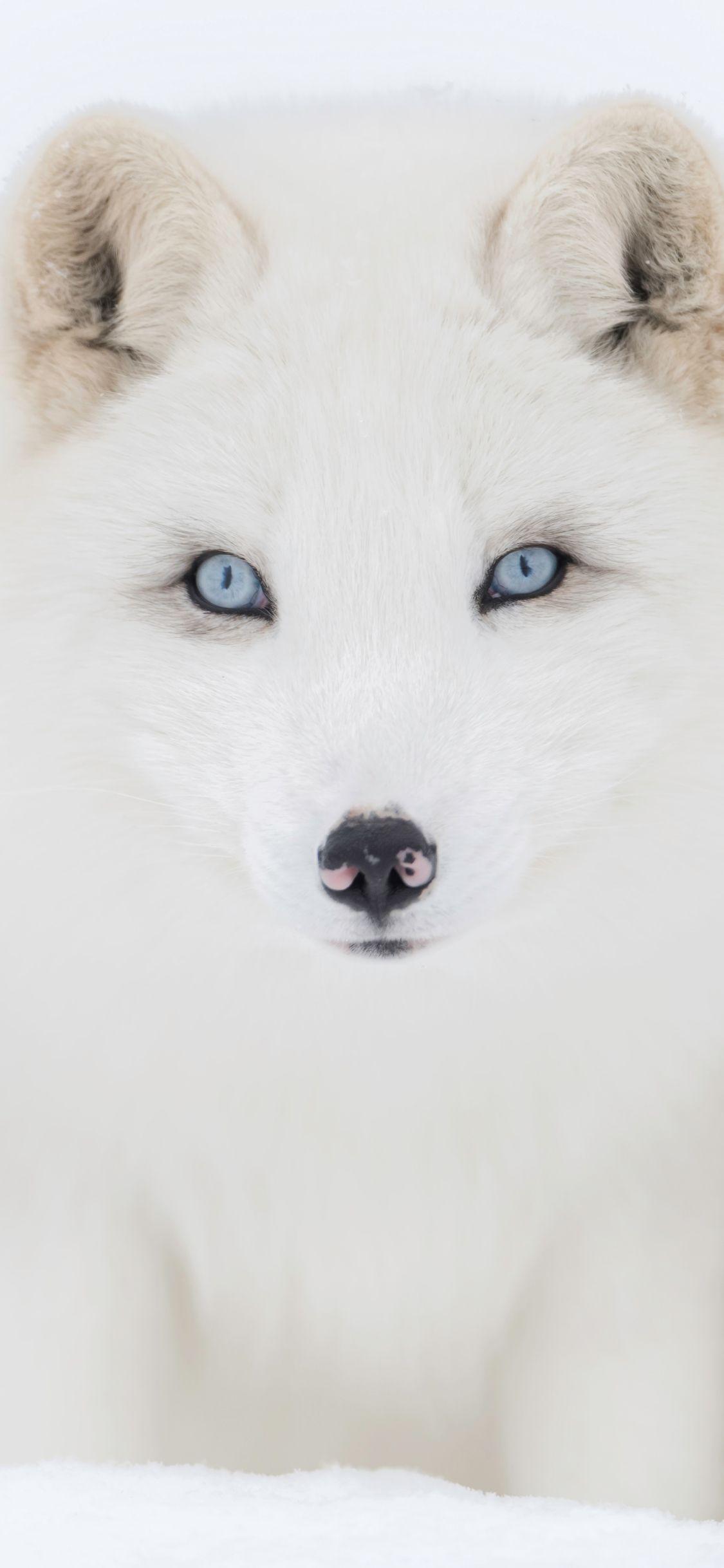 Arctic Blue Wallpapers - Top Free Arctic Blue Backgrounds - WallpaperAccess