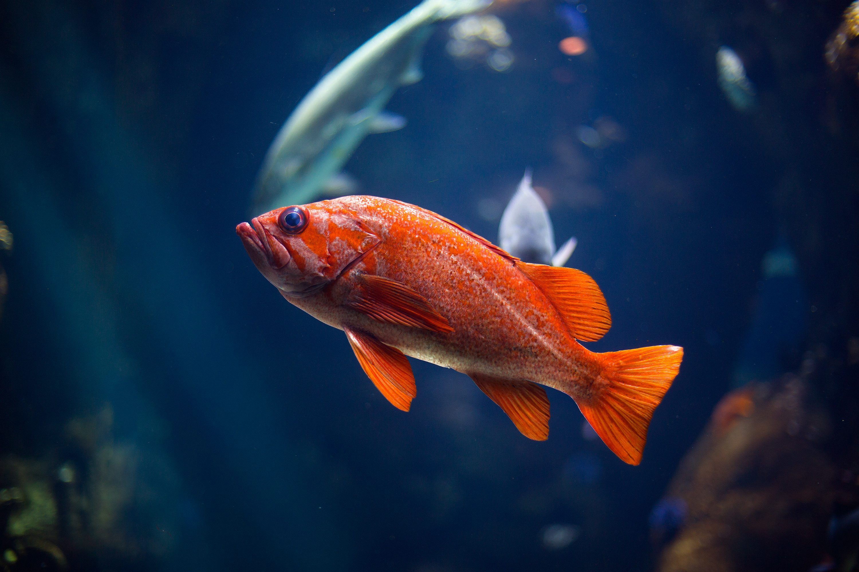 Small Fish Wallpapers - Top Free Small Fish Backgrounds - WallpaperAccess