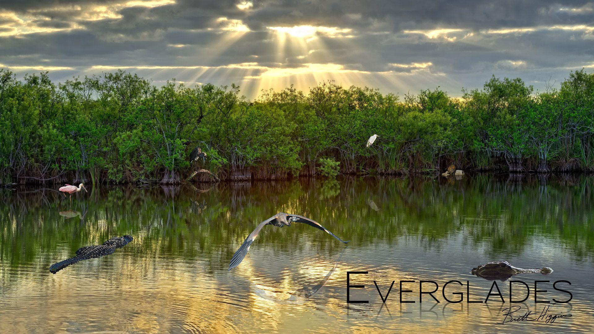 Everglades Wallpapers - Top Free Everglades Backgrounds - WallpaperAccess