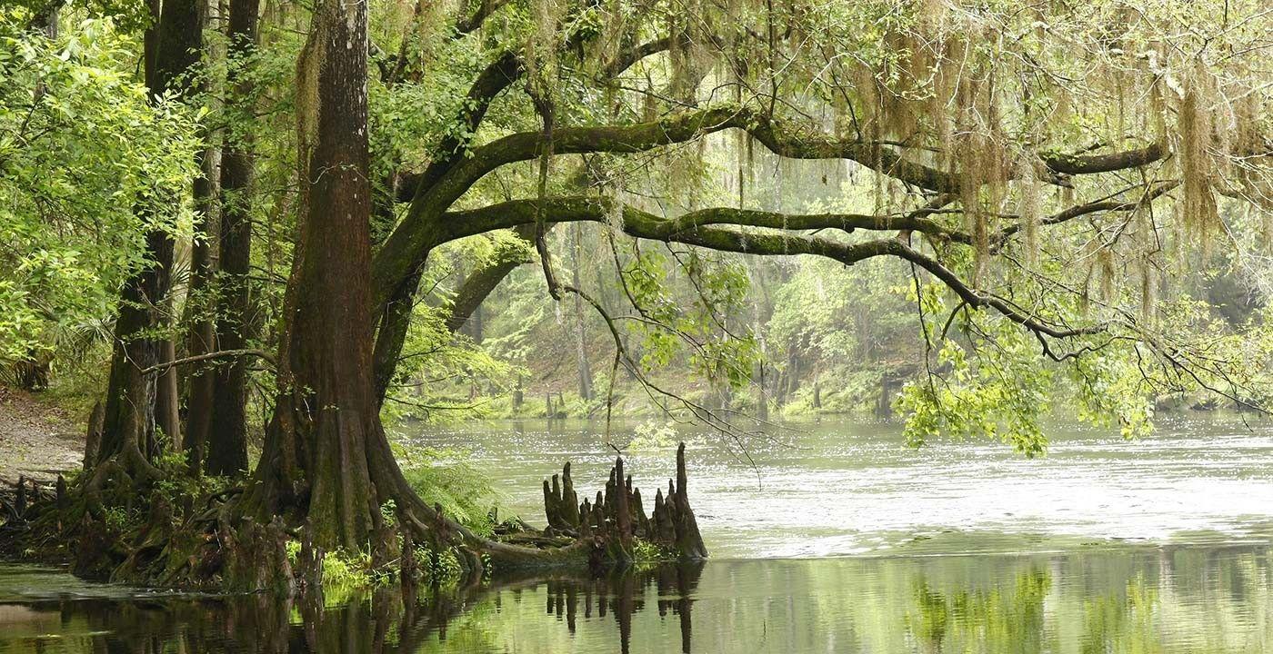Everglades Wallpapers - Top Free Everglades Backgrounds - WallpaperAccess