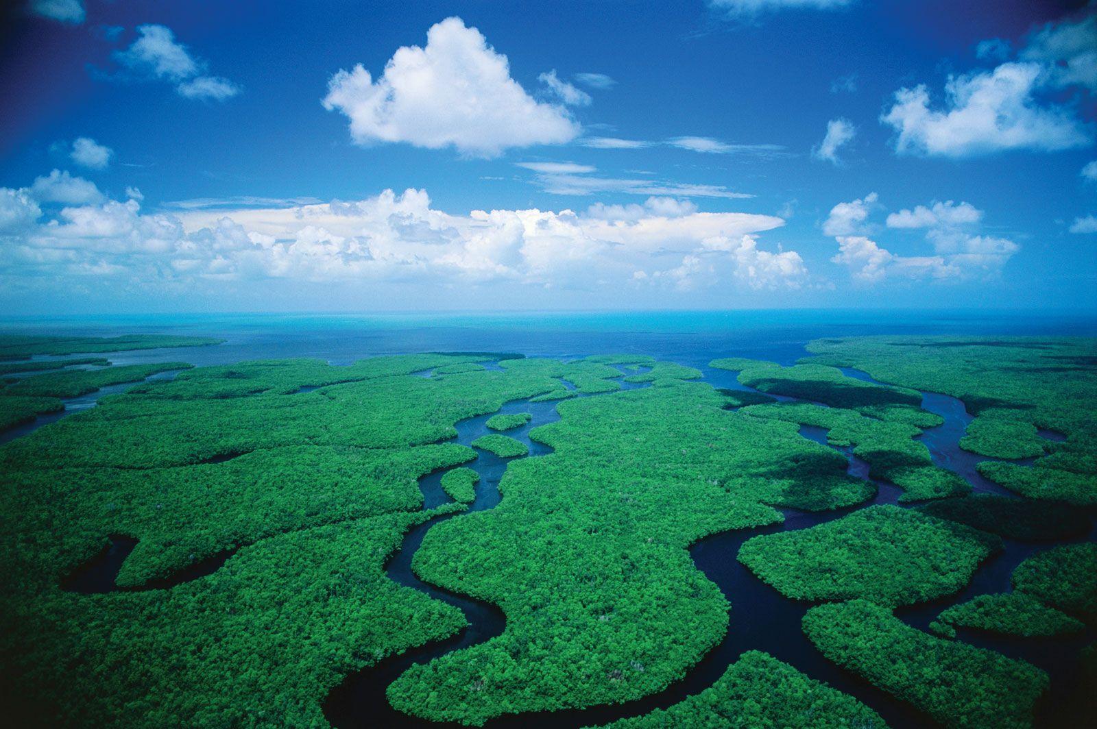Everglades Wallpapers - Top Free Everglades Backgrounds - WallpaperAccess