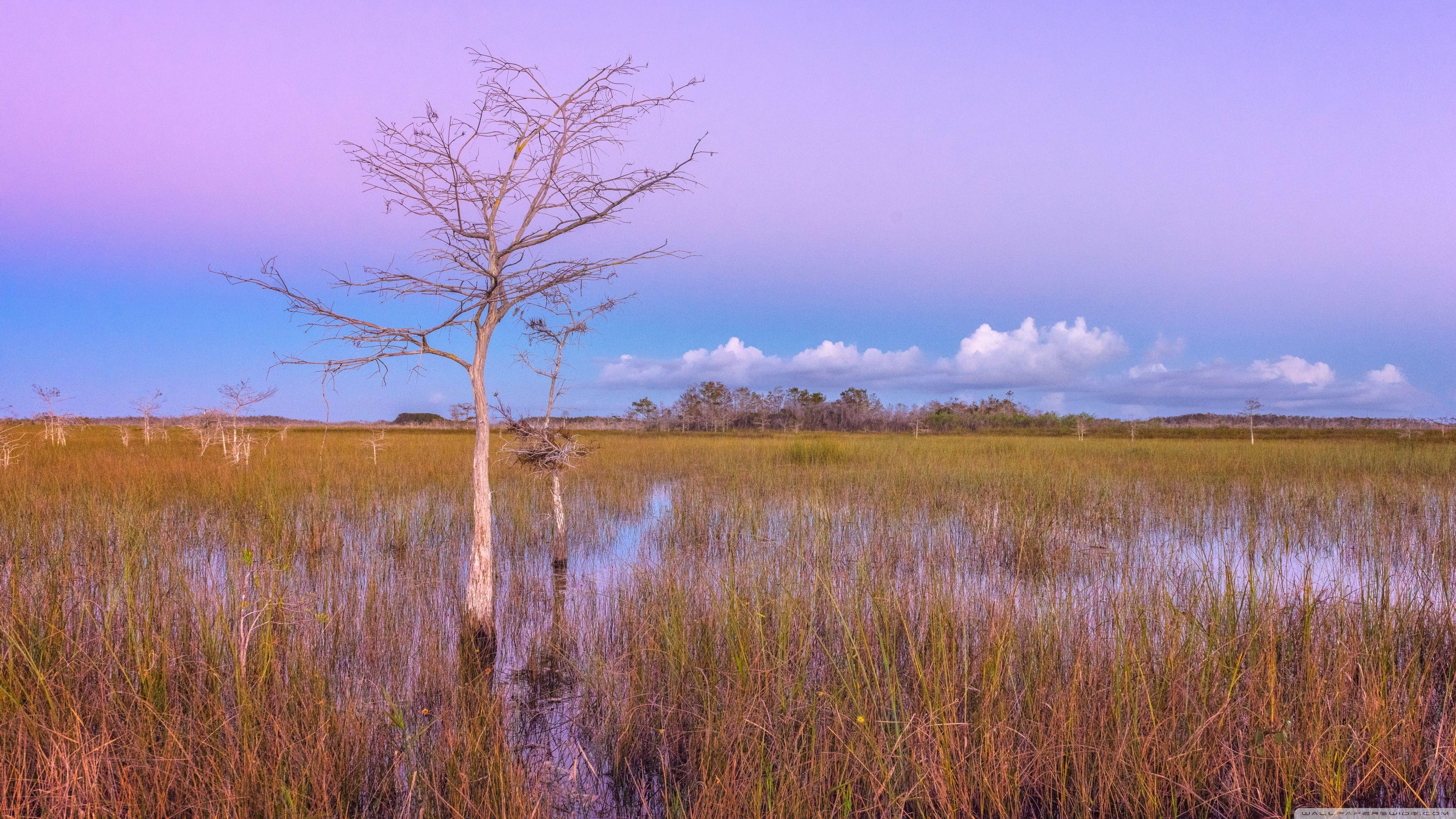 Everglades Wallpapers - Top Free Everglades Backgrounds - WallpaperAccess