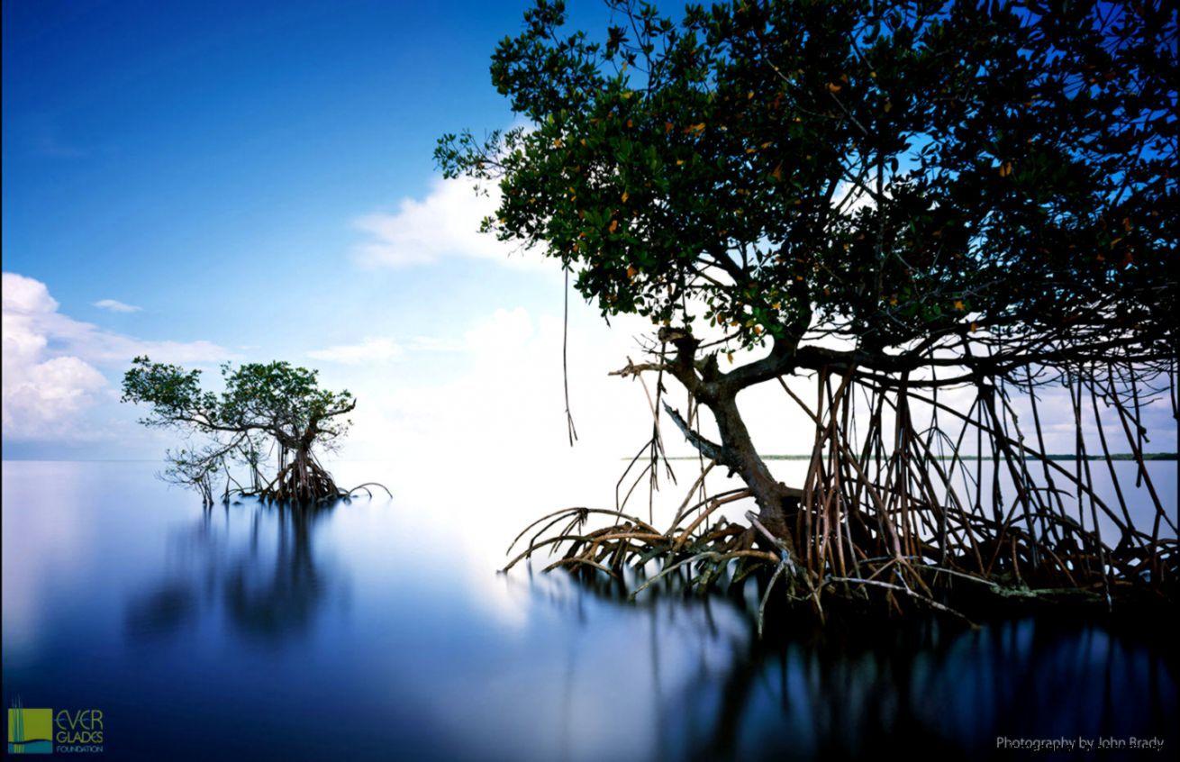 Everglades Wallpapers - Top Free Everglades Backgrounds - WallpaperAccess
