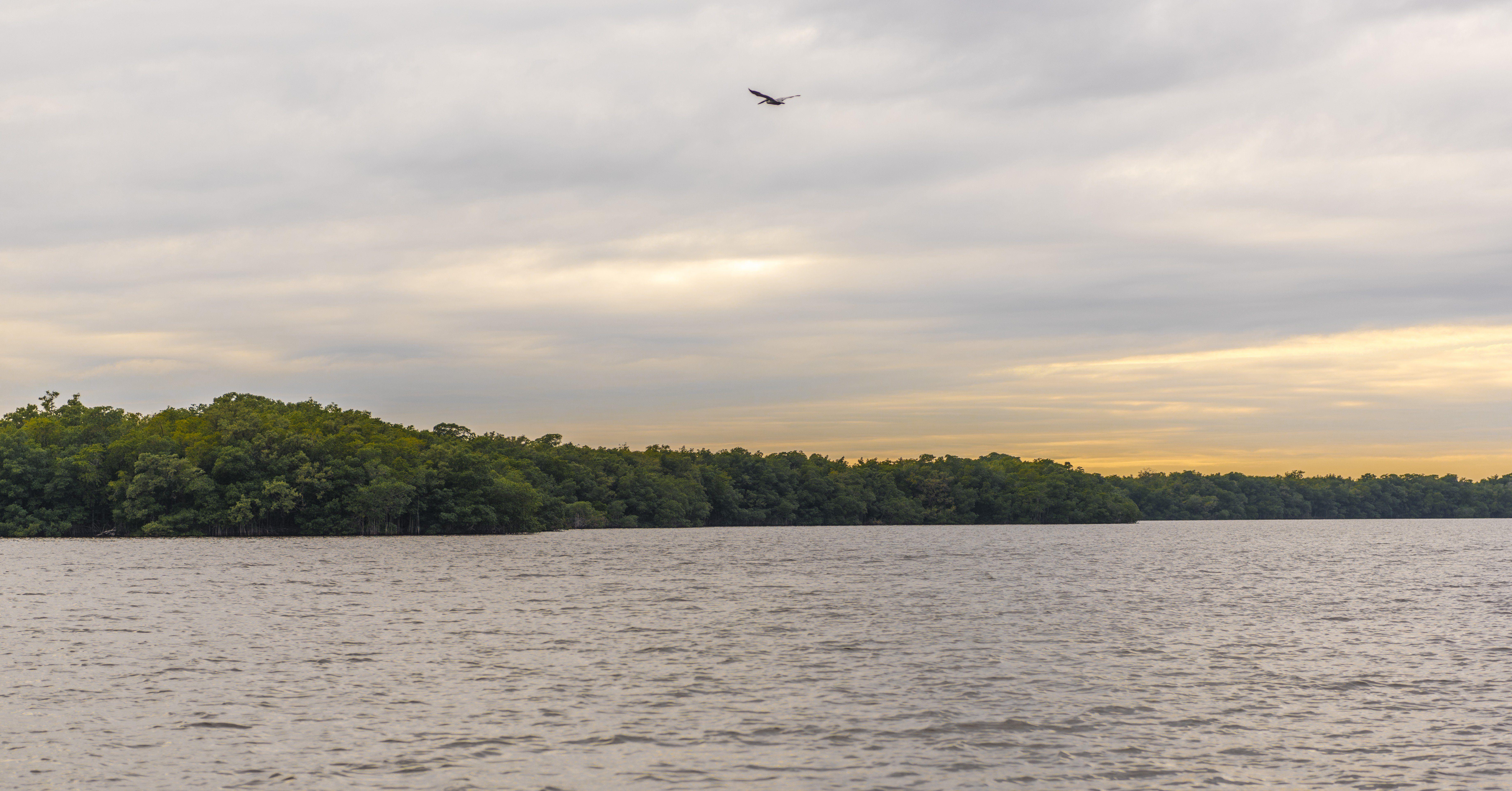 Everglades Wallpapers - Top Free Everglades Backgrounds - WallpaperAccess