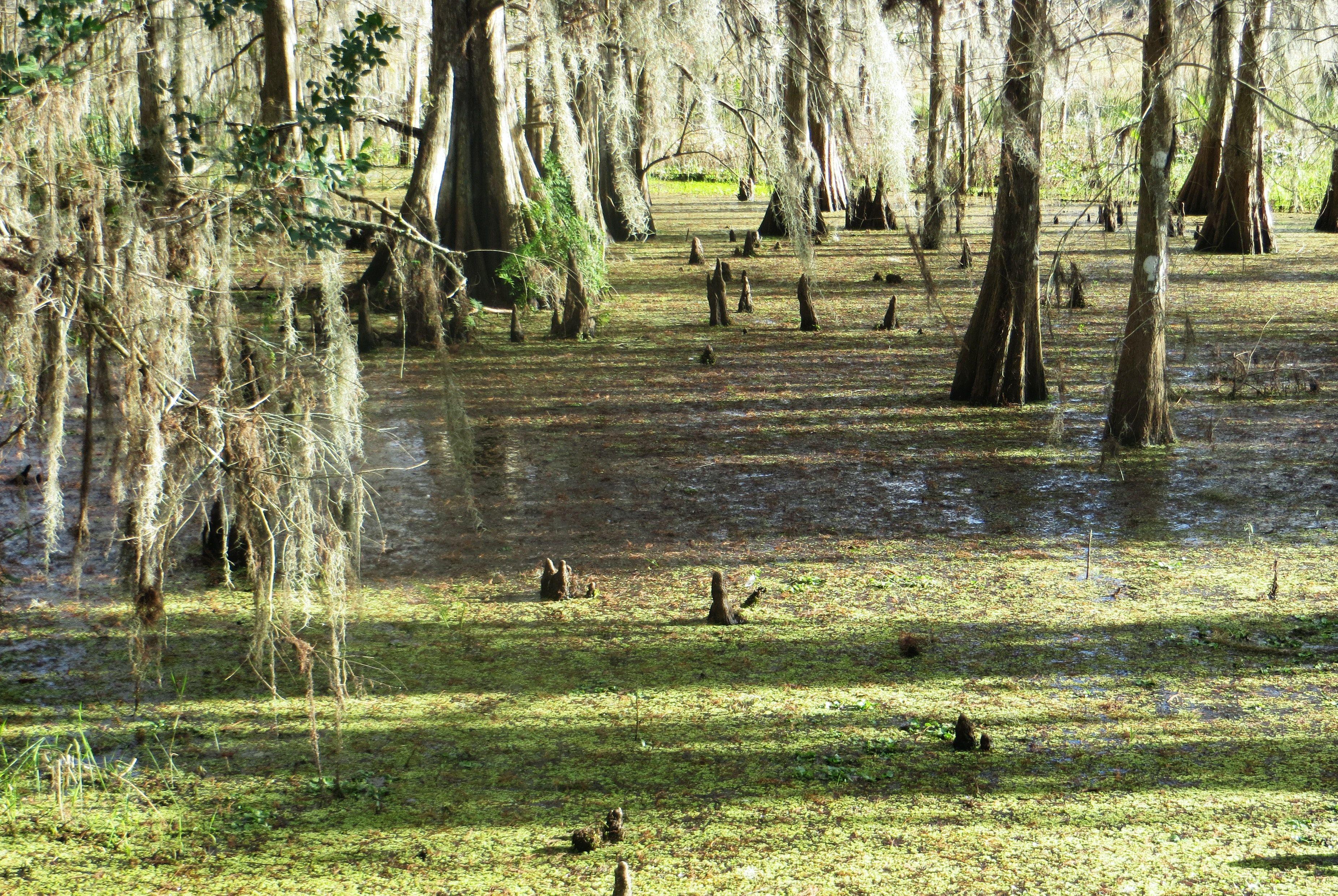 Everglades Wallpapers - Top Free Everglades Backgrounds - WallpaperAccess