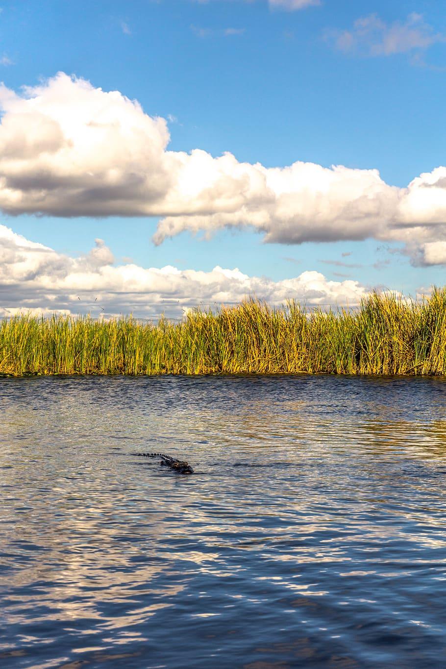 Everglades Wallpapers - Top Free Everglades Backgrounds - WallpaperAccess