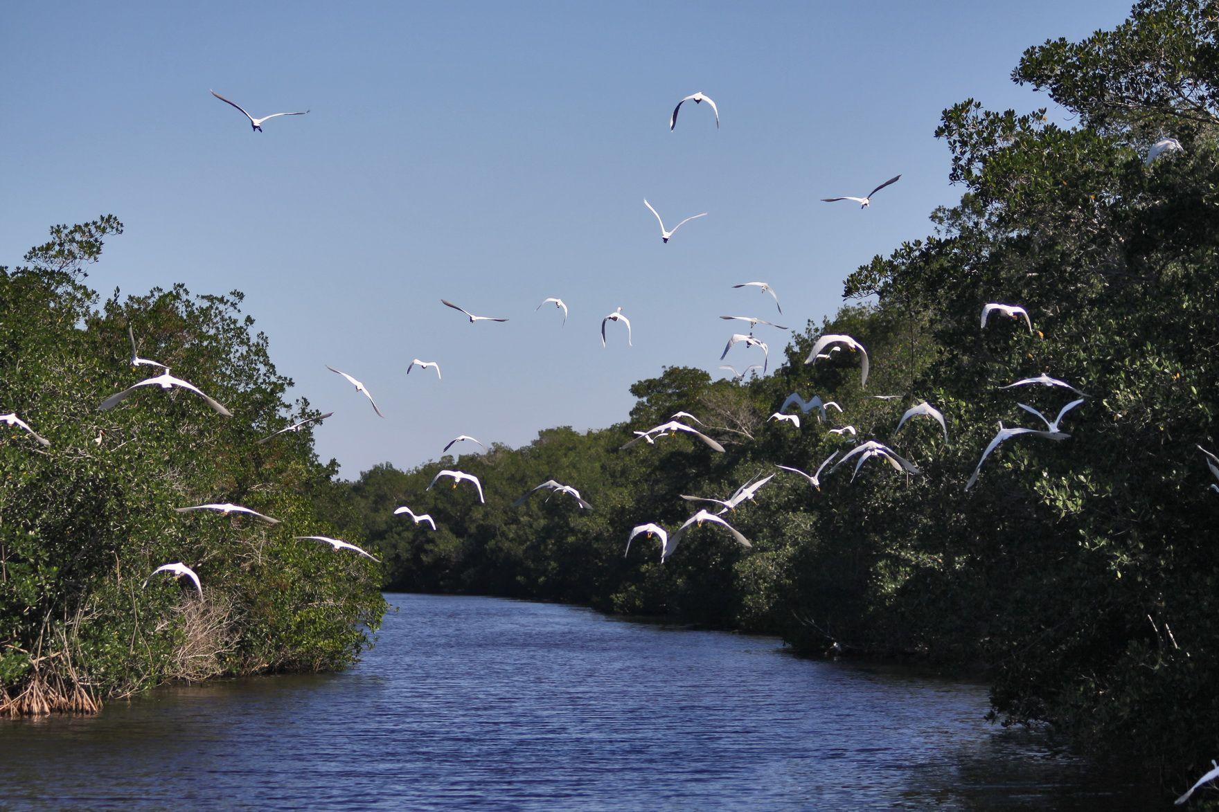 Everglades Wallpapers - Top Free Everglades Backgrounds - WallpaperAccess