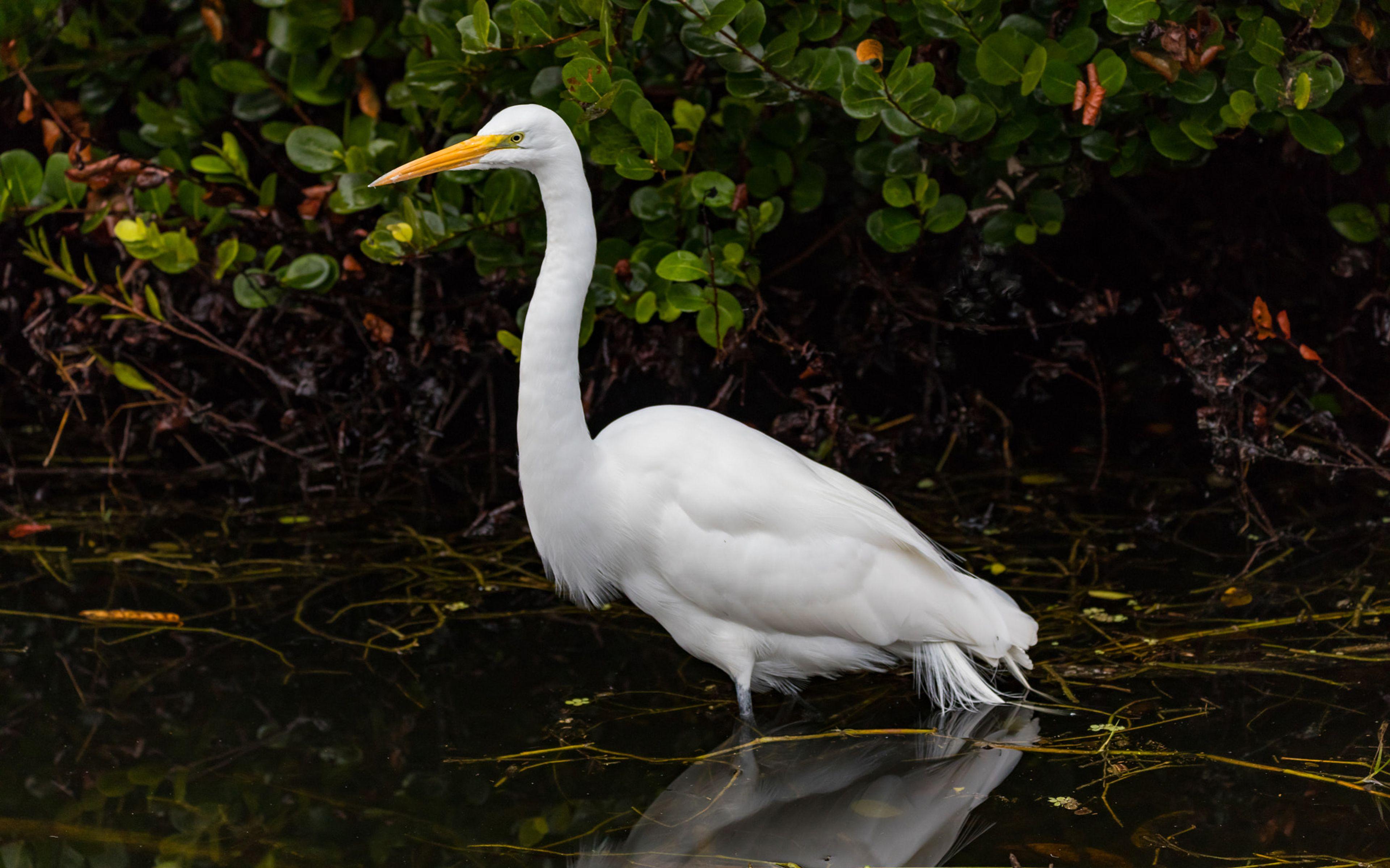 Everglades Wallpapers - Top Free Everglades Backgrounds - WallpaperAccess