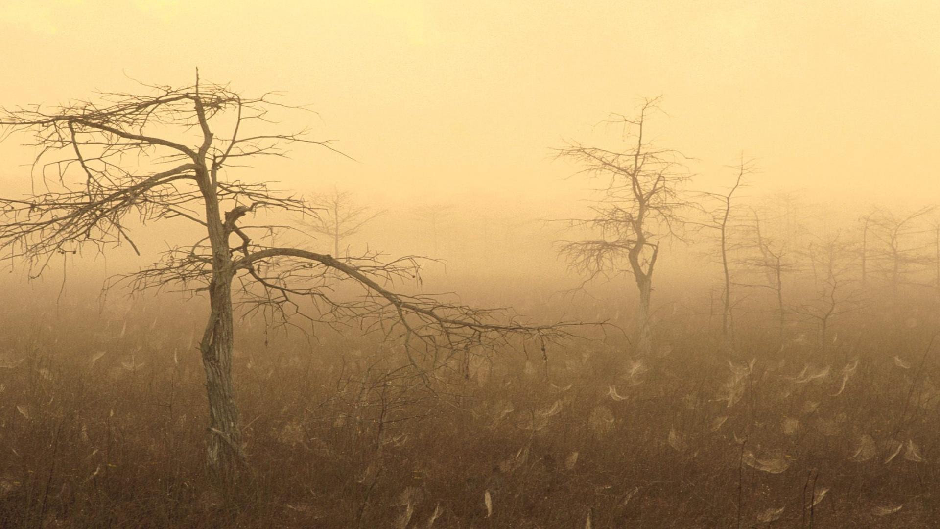 Everglades Wallpapers - Top Free Everglades Backgrounds - WallpaperAccess