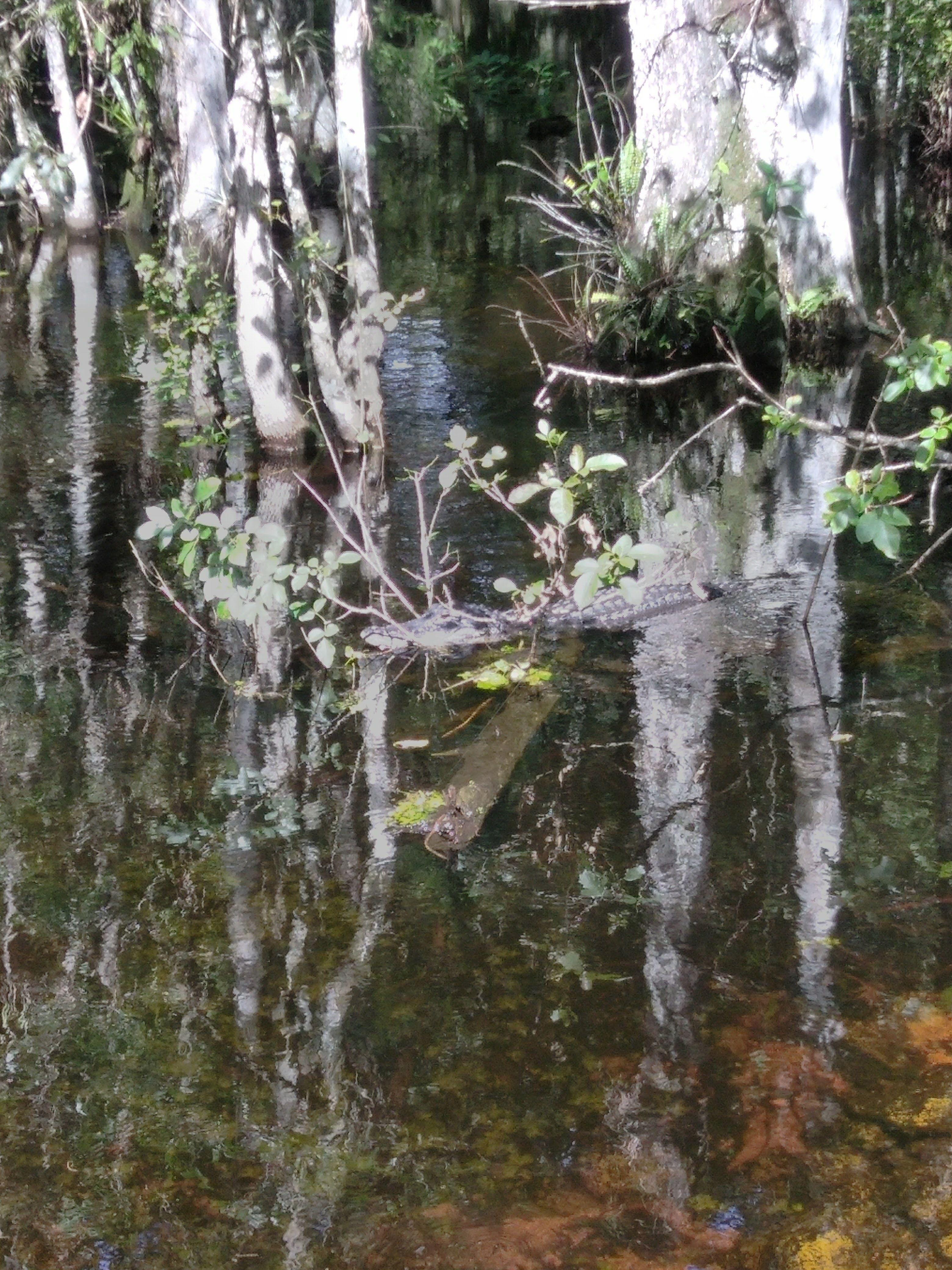 Everglades Wallpapers - Top Free Everglades Backgrounds - WallpaperAccess